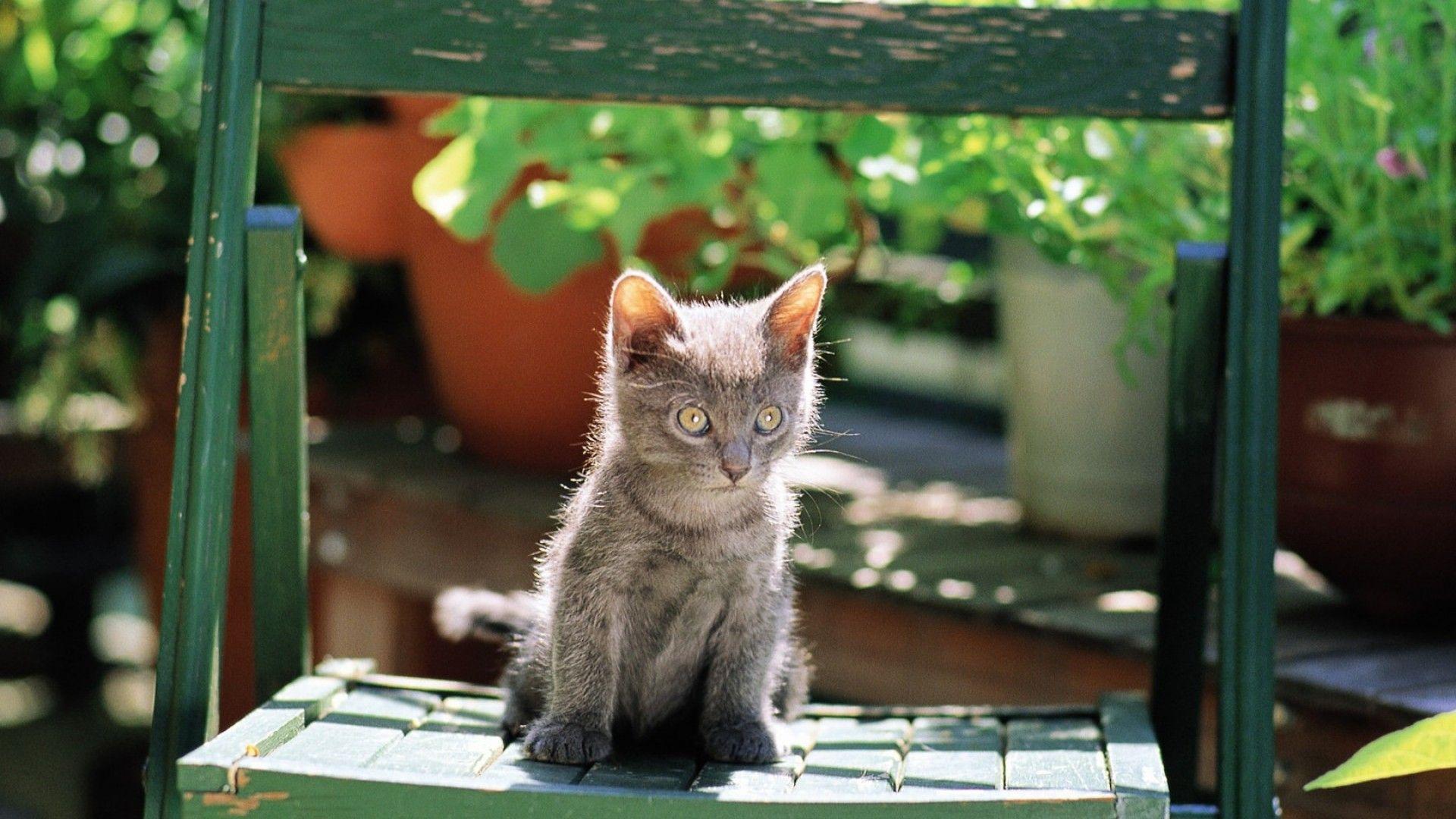 Rain Animal Wallpapers - Top Free Rain Animal Backgrounds - WallpaperAccess