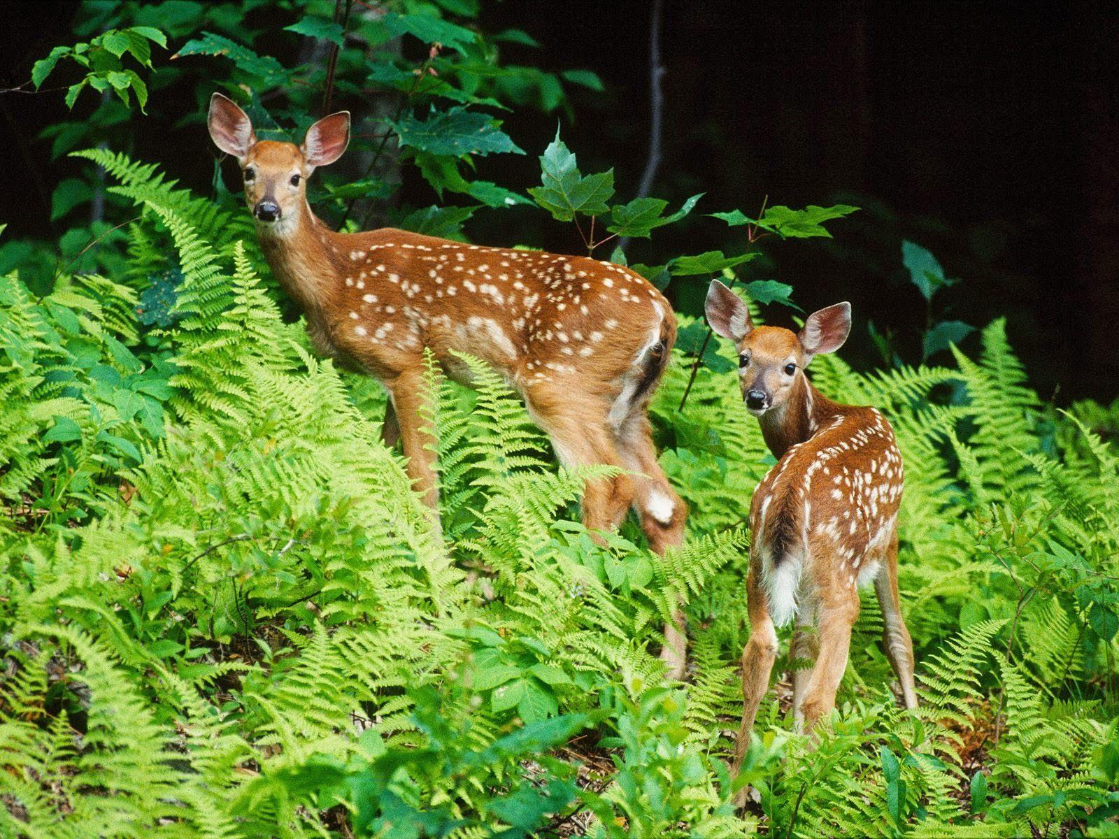 Rain Animal Wallpapers - Top Free Rain Animal Backgrounds - WallpaperAccess