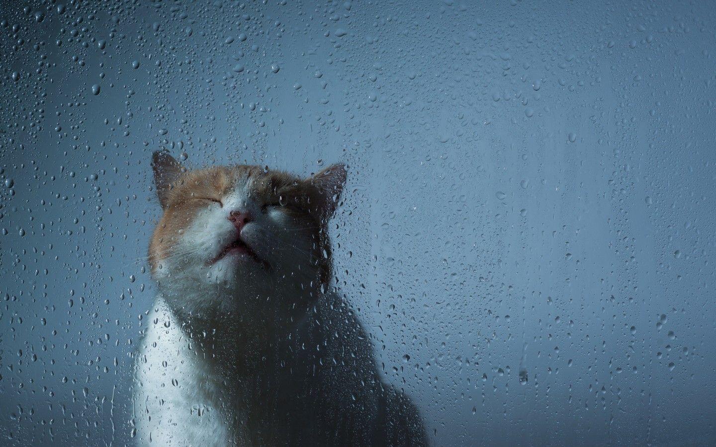 Rain Animal Wallpapers - Top Free Rain Animal Backgrounds - WallpaperAccess