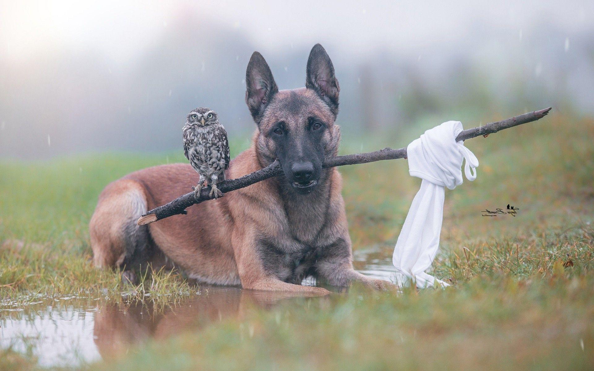 Rain Animal Wallpapers - Top Free Rain Animal Backgrounds - WallpaperAccess