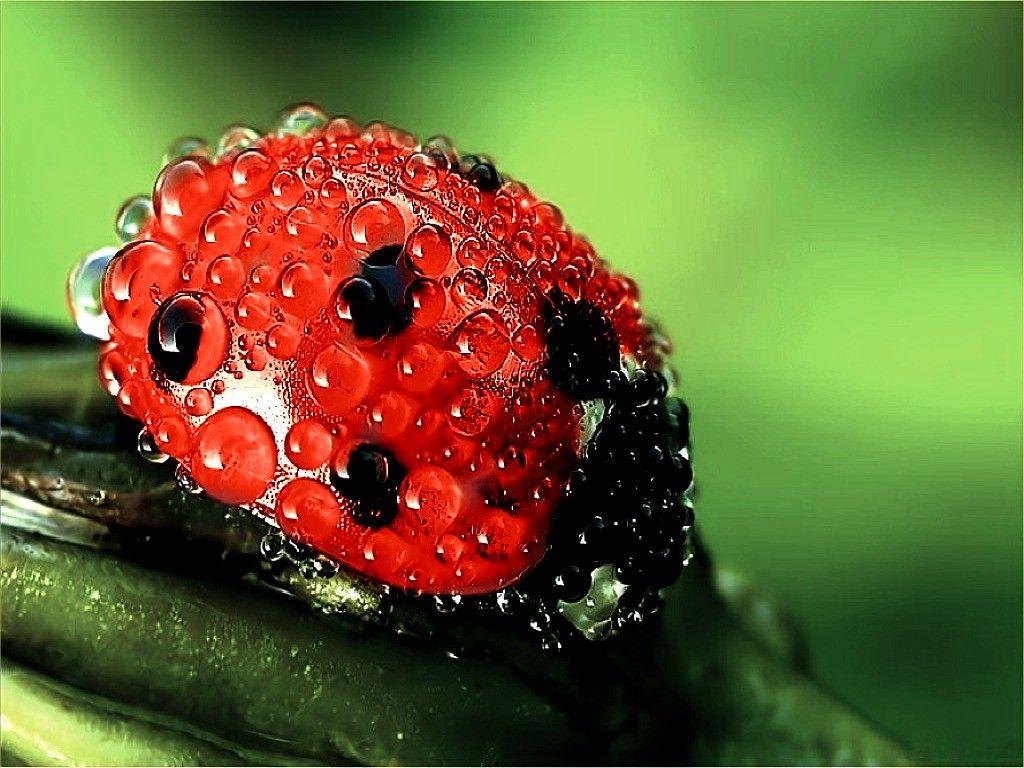 Rain Animal Wallpapers - Top Free Rain Animal Backgrounds - WallpaperAccess