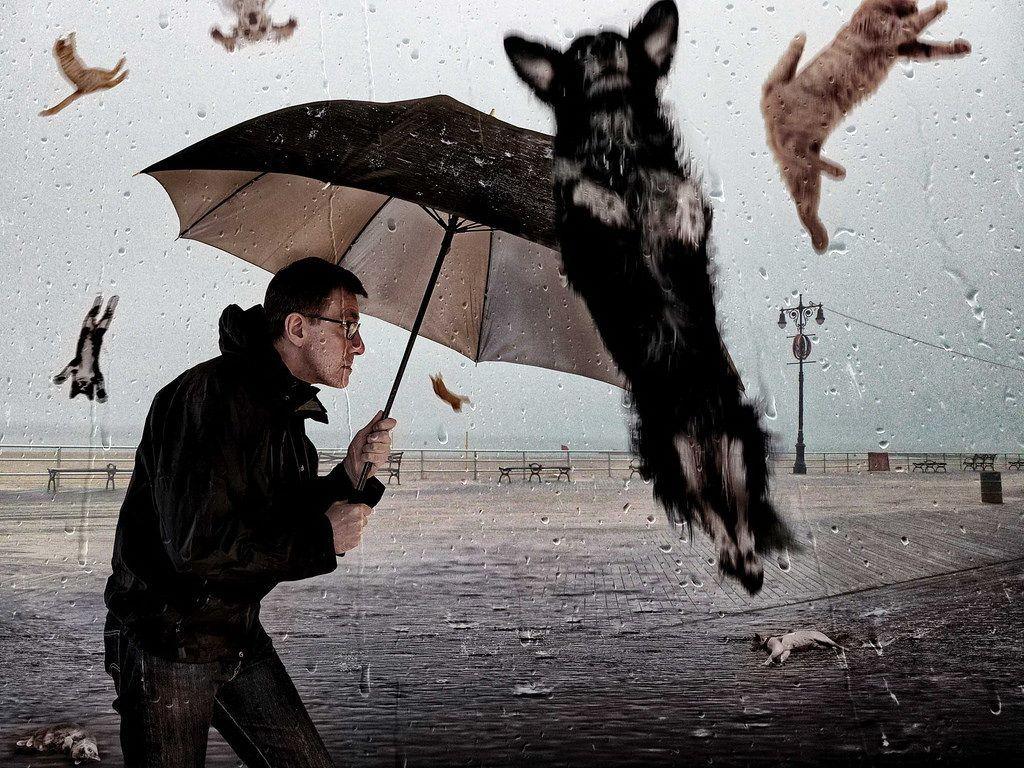 Rain Animal Wallpapers - Top Free Rain Animal Backgrounds - WallpaperAccess