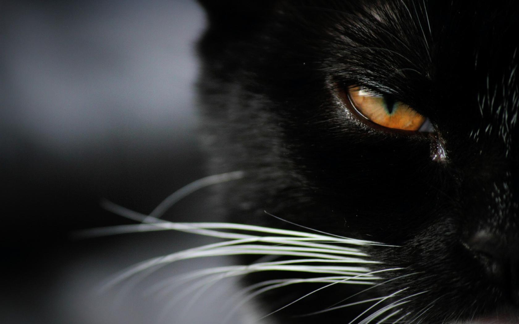 Angry Eye Wallpapers - Top Free Angry Eye Backgrounds - WallpaperAccess