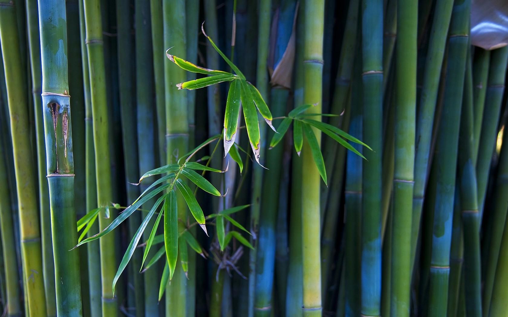 Beautiful Bamboo Wallpapers - Top Free Beautiful Bamboo Backgrounds ...