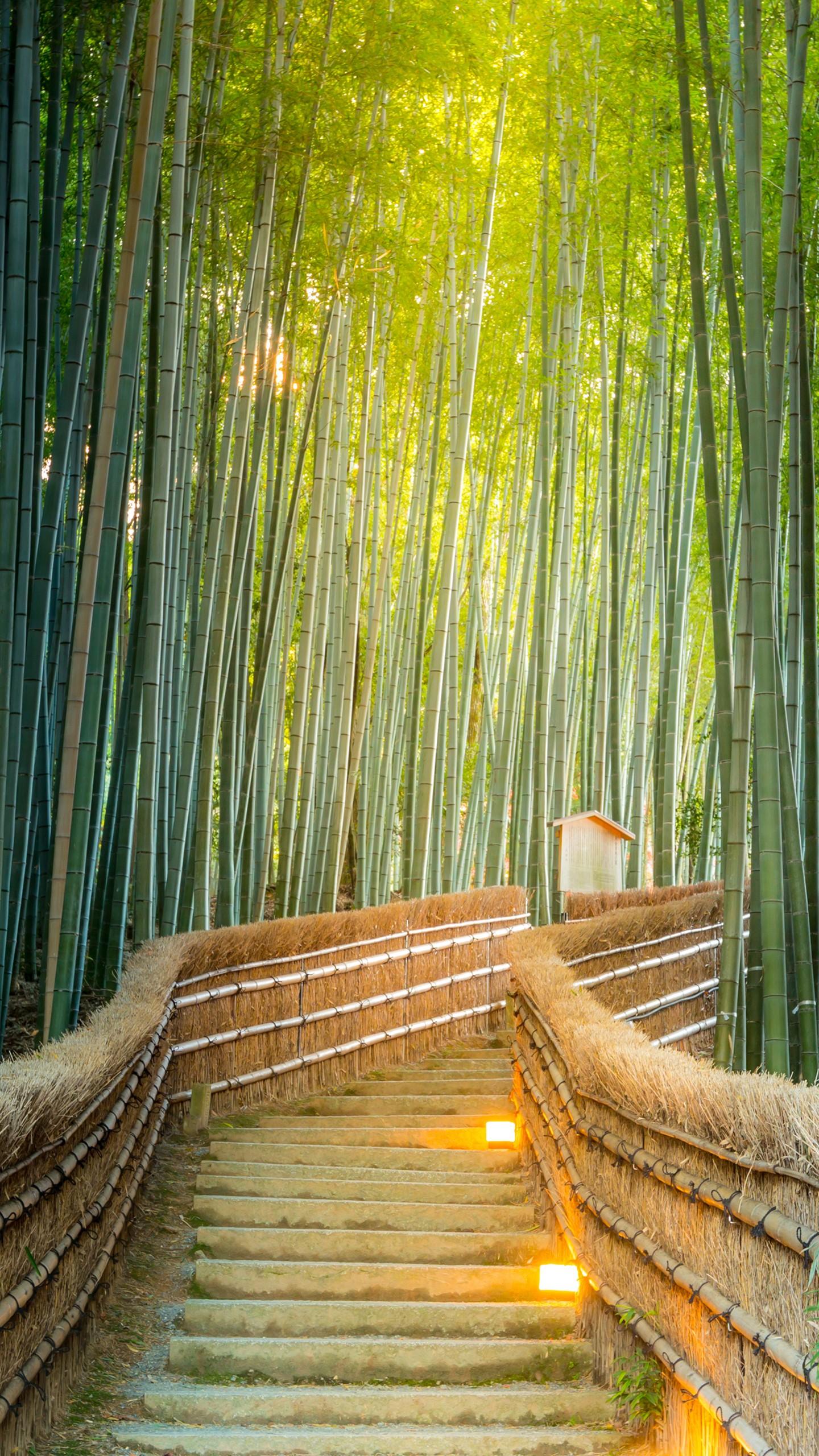 Beautiful Bamboo Wallpapers - Top Free Beautiful Bamboo Backgrounds ...