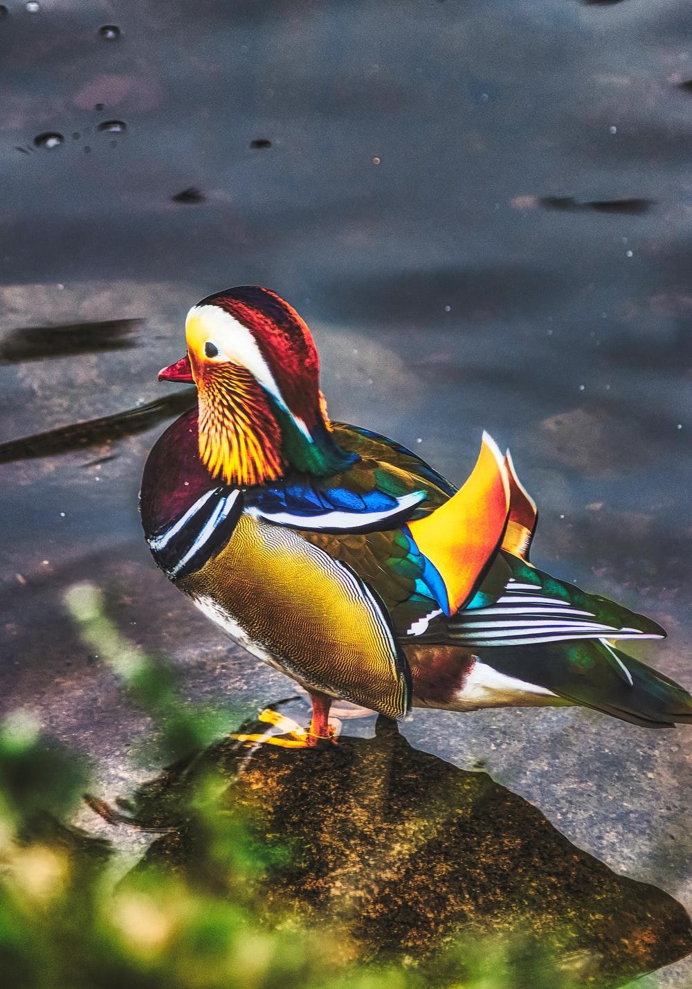 Mandarin Duck Wallpapers - Top Free Mandarin Duck Backgrounds ...