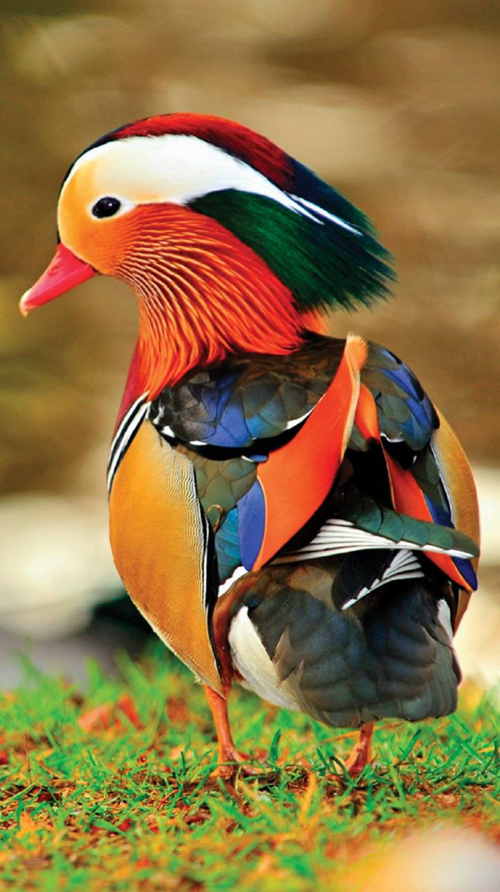 Mandarin Duck Wallpapers - Top Free Mandarin Duck Backgrounds ...