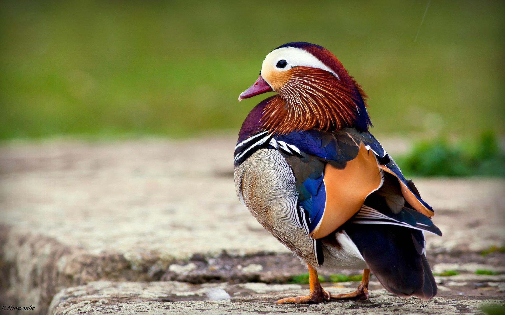 Mandarin Duck Wallpapers - Top Free Mandarin Duck Backgrounds ...