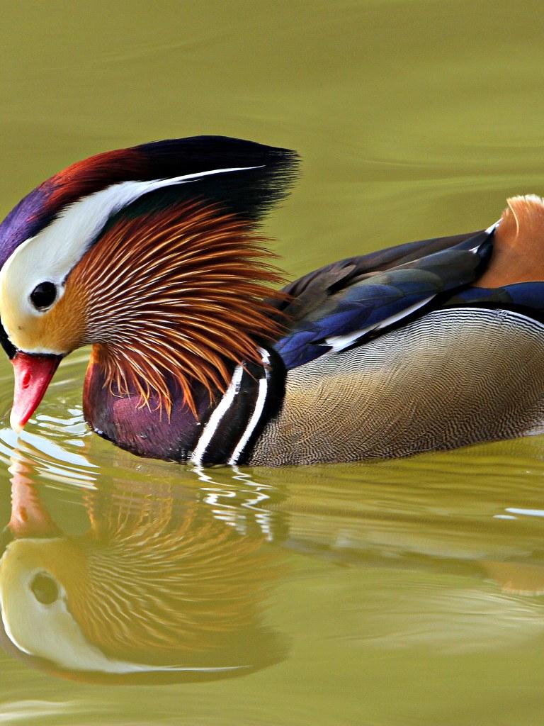 Mandarin Duck Wallpapers - Top Free Mandarin Duck Backgrounds ...