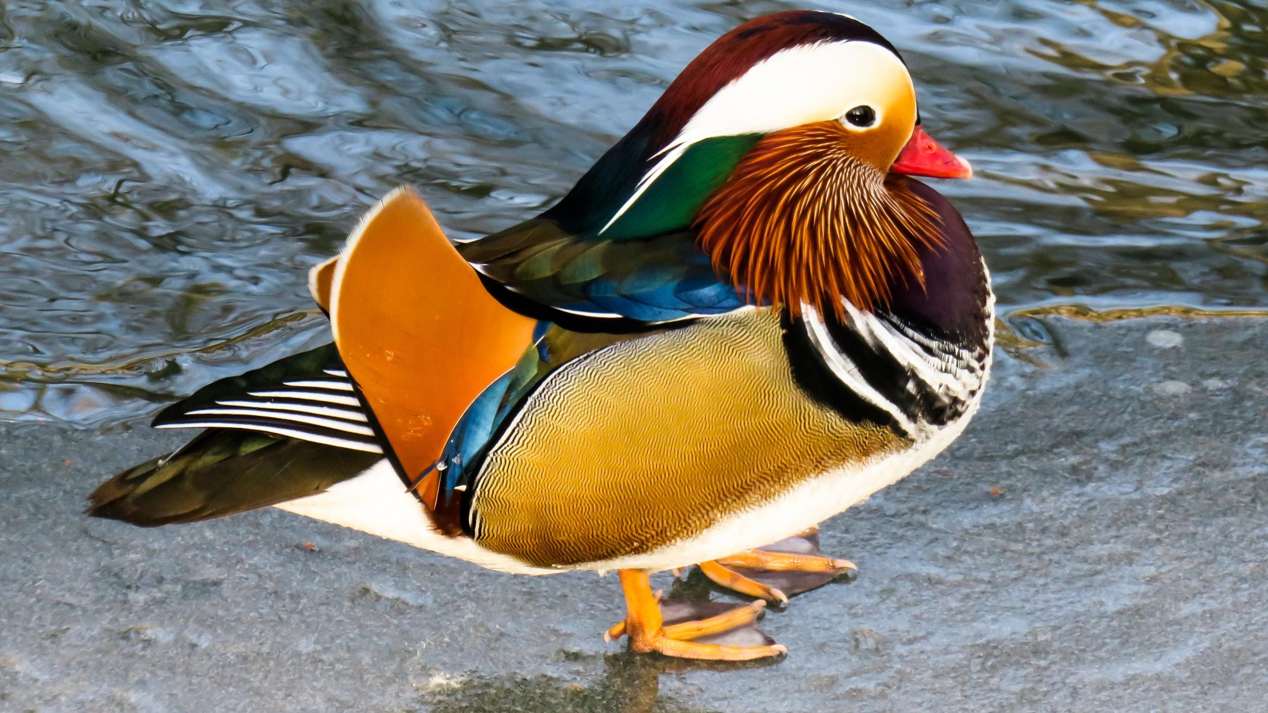 Mandarin Duck Wallpapers - Top Free Mandarin Duck Backgrounds ...
