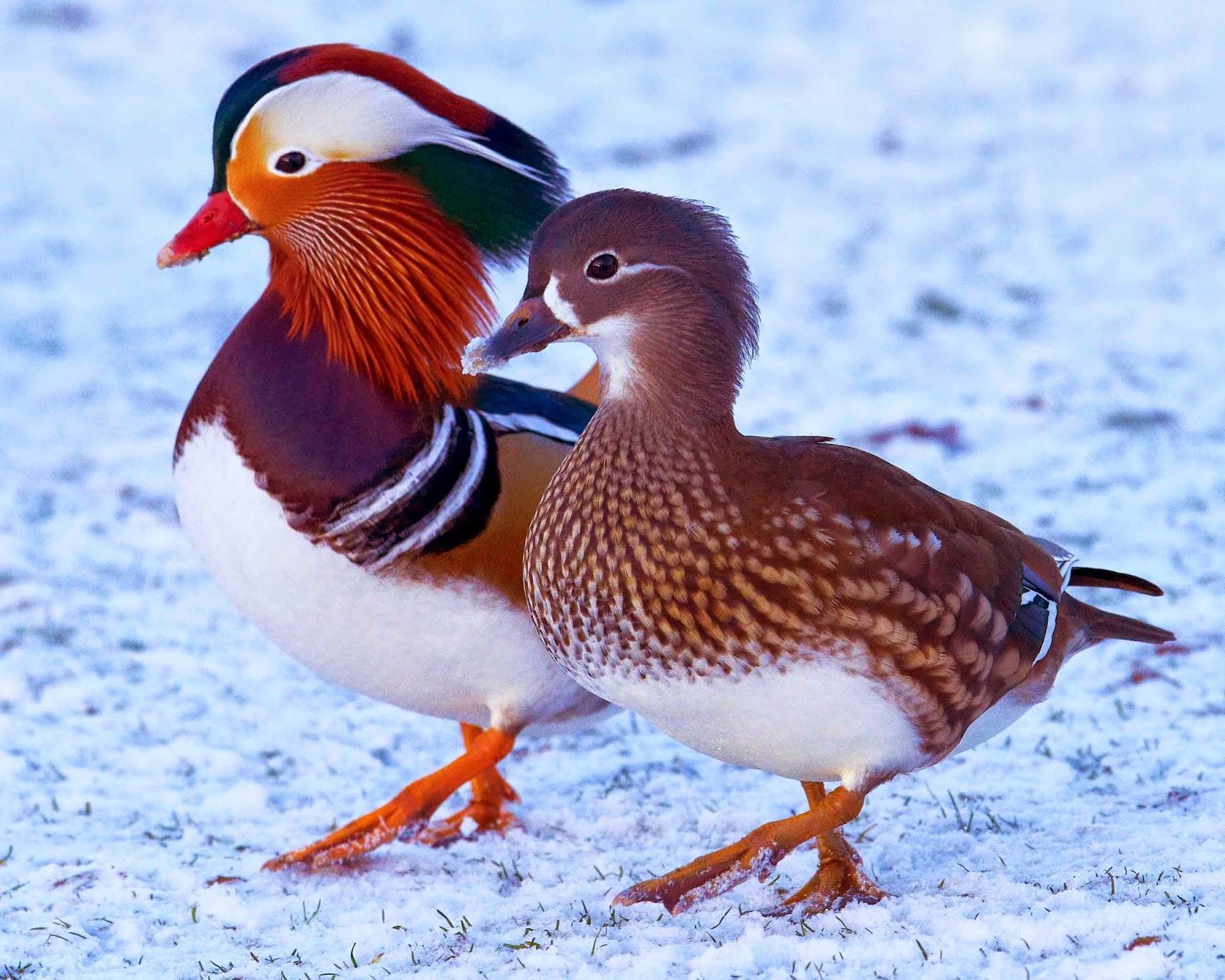 Mandarin Duck Wallpapers - Top Free Mandarin Duck Backgrounds ...