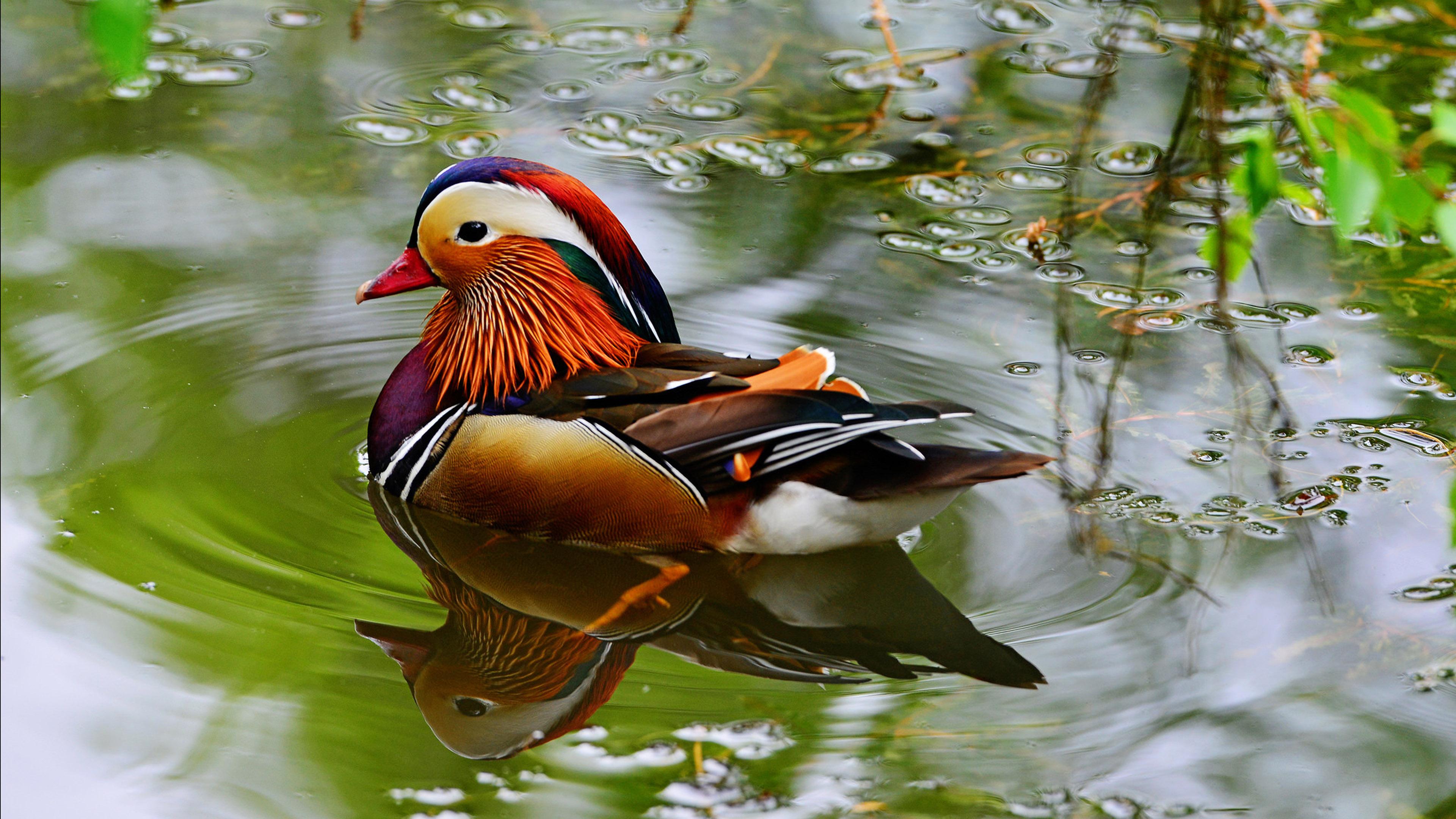 Mandarin Duck Wallpapers - Top Free Mandarin Duck Backgrounds ...