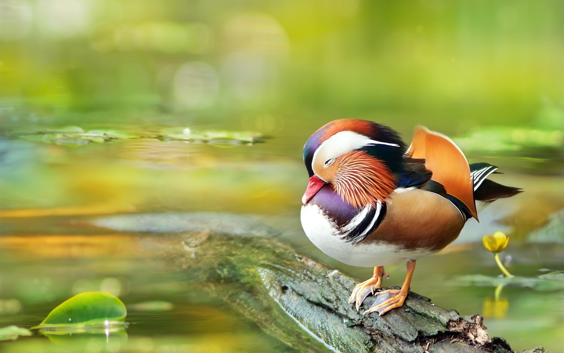 Mandarin Duck Wallpapers - Top Free Mandarin Duck Backgrounds ...