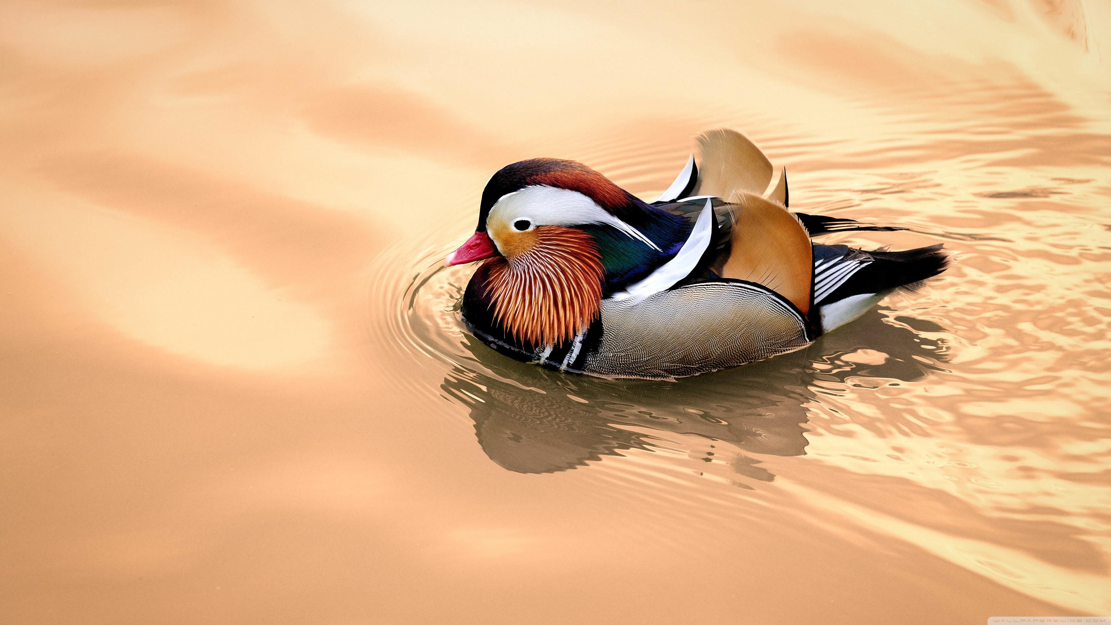 Mandarin Duck Wallpapers - Top Free Mandarin Duck Backgrounds ...