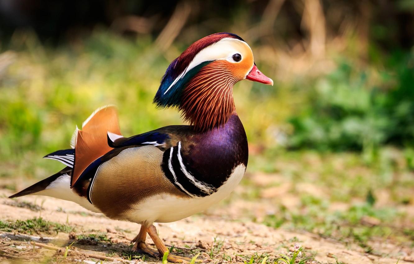 Mandarin Duck Wallpapers - Top Free Mandarin Duck Backgrounds ...