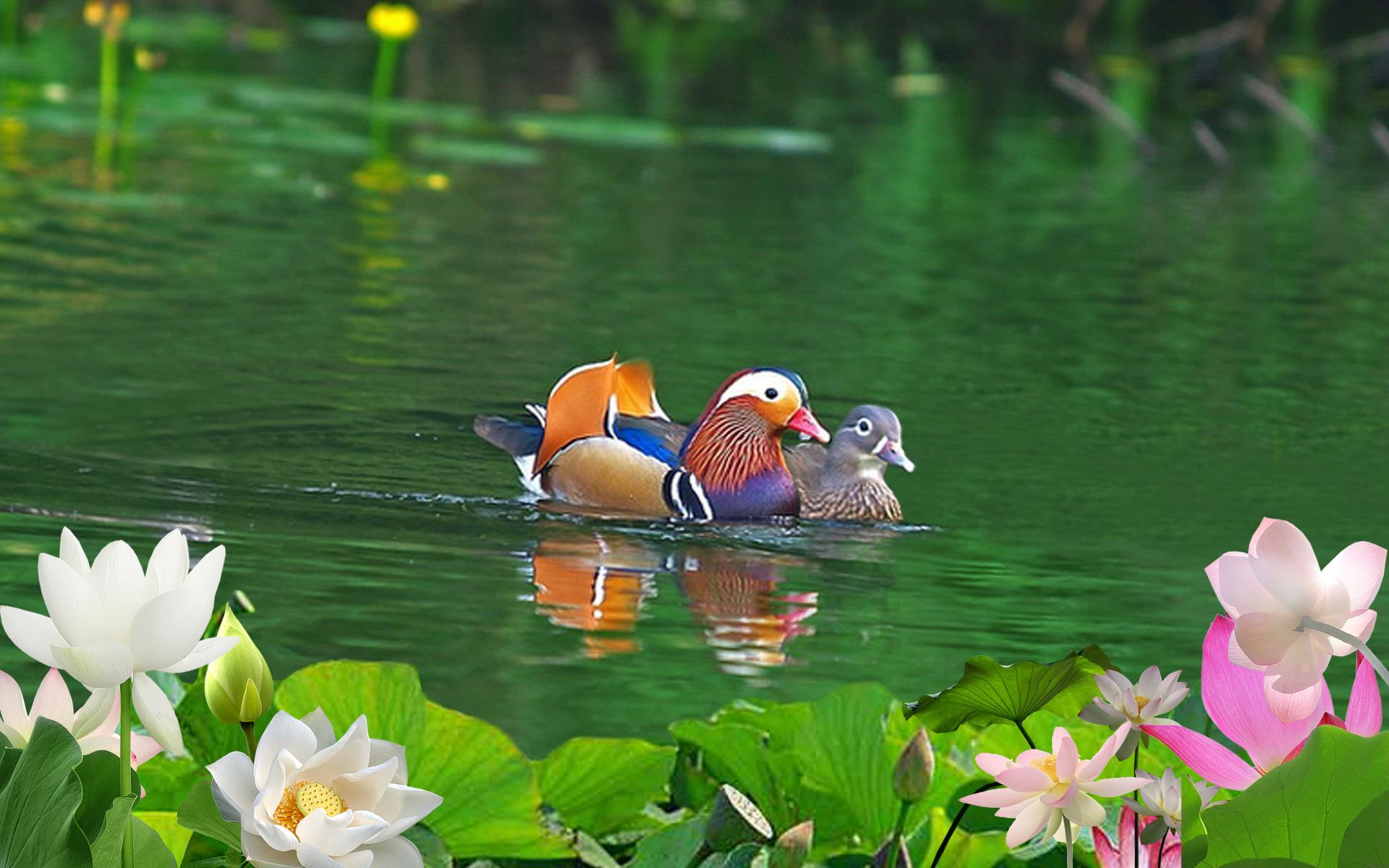 Mandarin Duck Wallpapers - Top Free Mandarin Duck Backgrounds ...