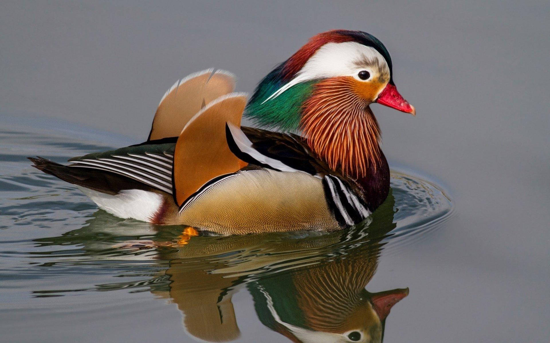 Mandarin Duck Wallpapers - Top Free Mandarin Duck Backgrounds ...