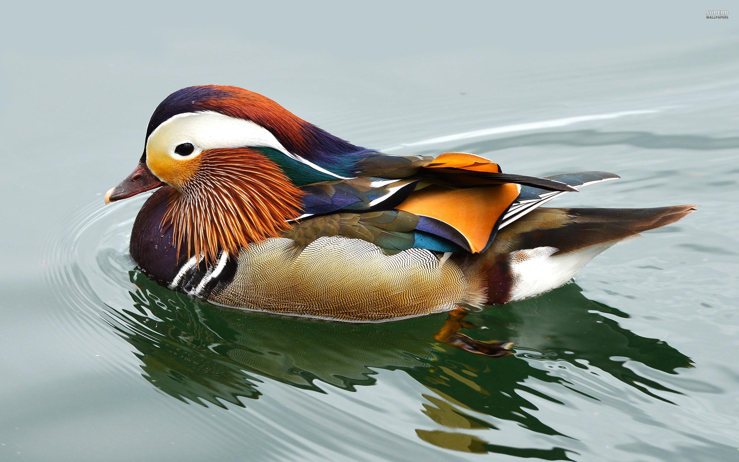 Mandarin Duck Wallpapers - Top Free Mandarin Duck Backgrounds ...