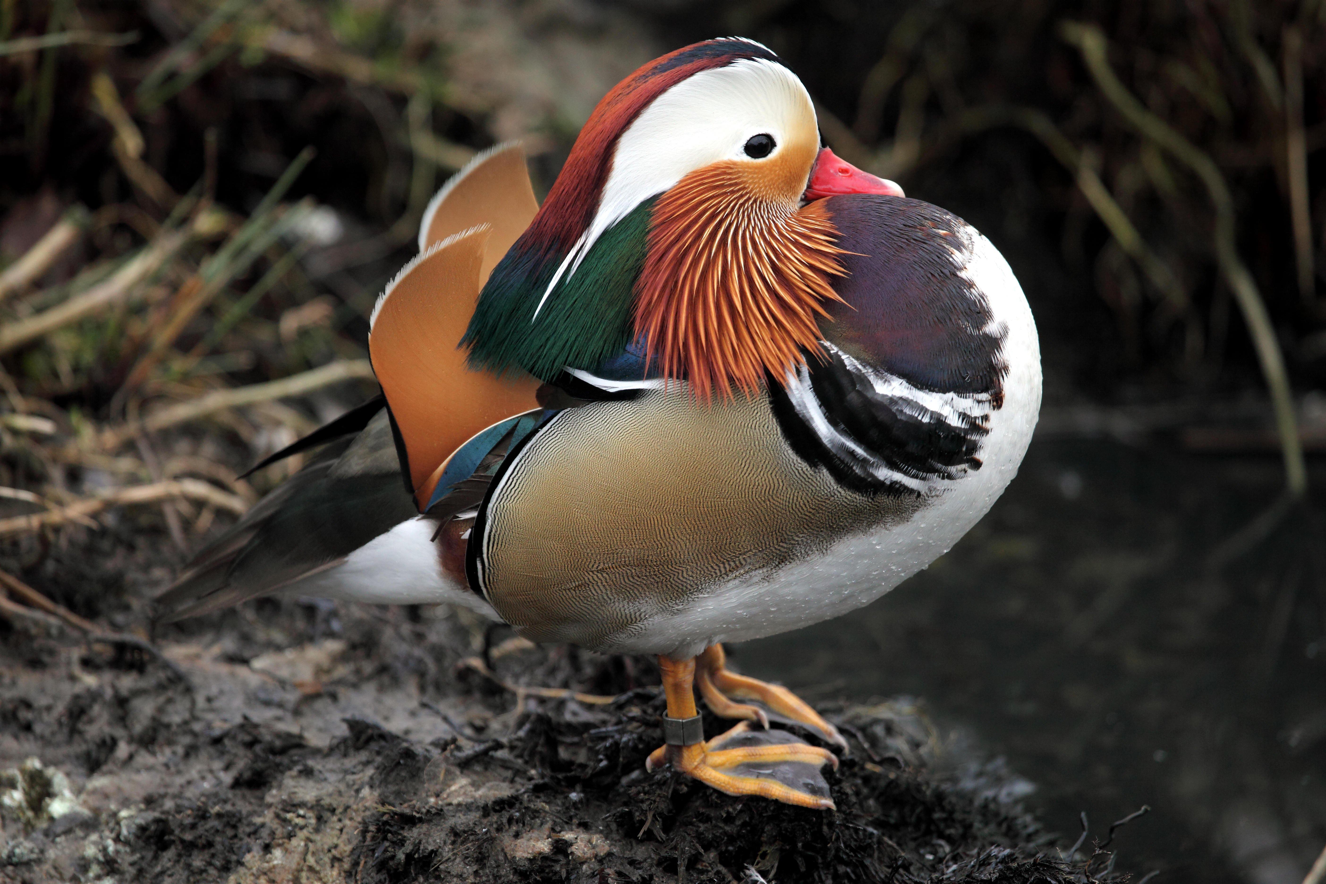 Mandarin Duck Wallpapers - Top Free Mandarin Duck Backgrounds ...