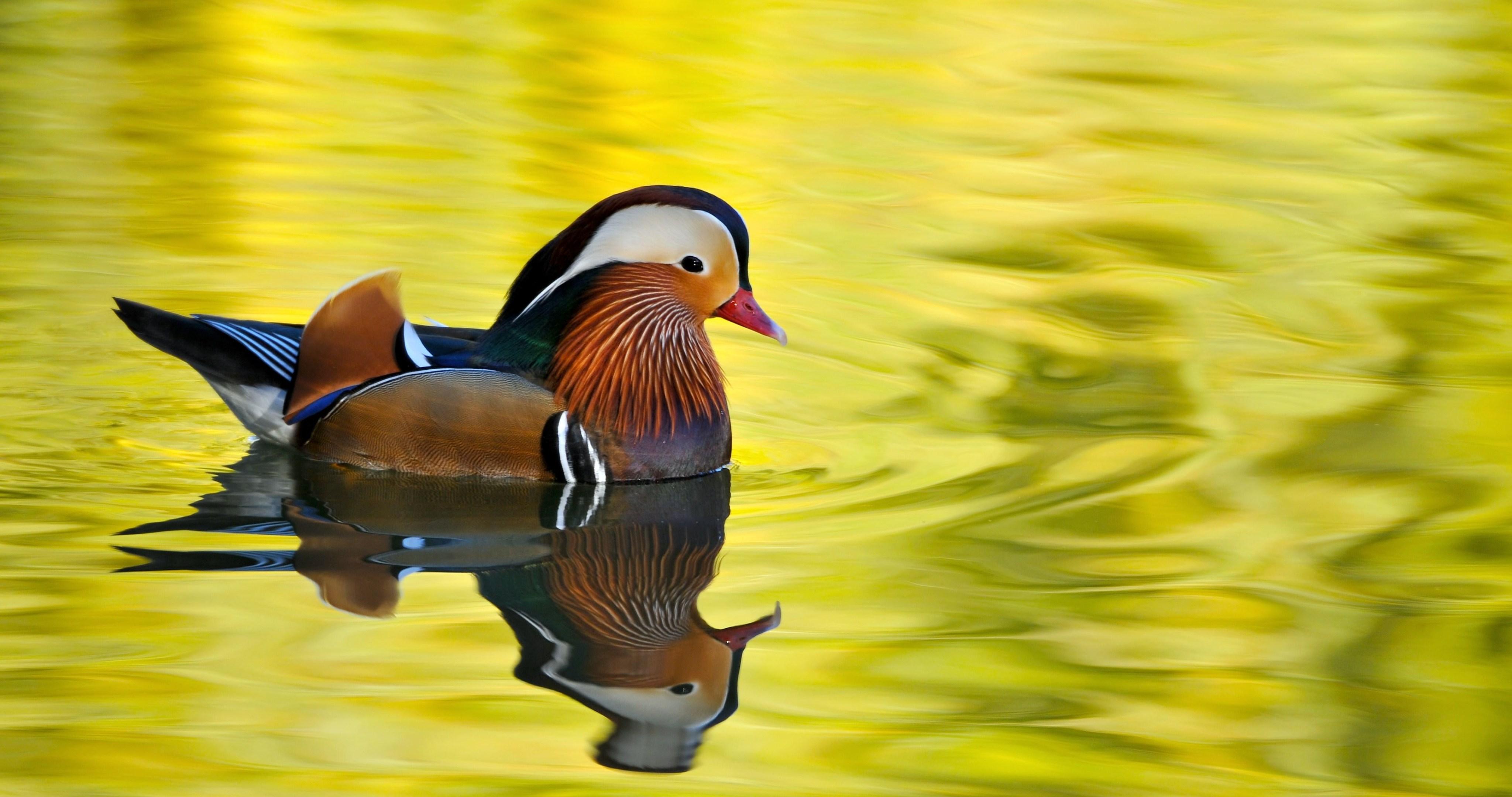 Mandarin Duck Wallpapers - Top Free Mandarin Duck Backgrounds ...