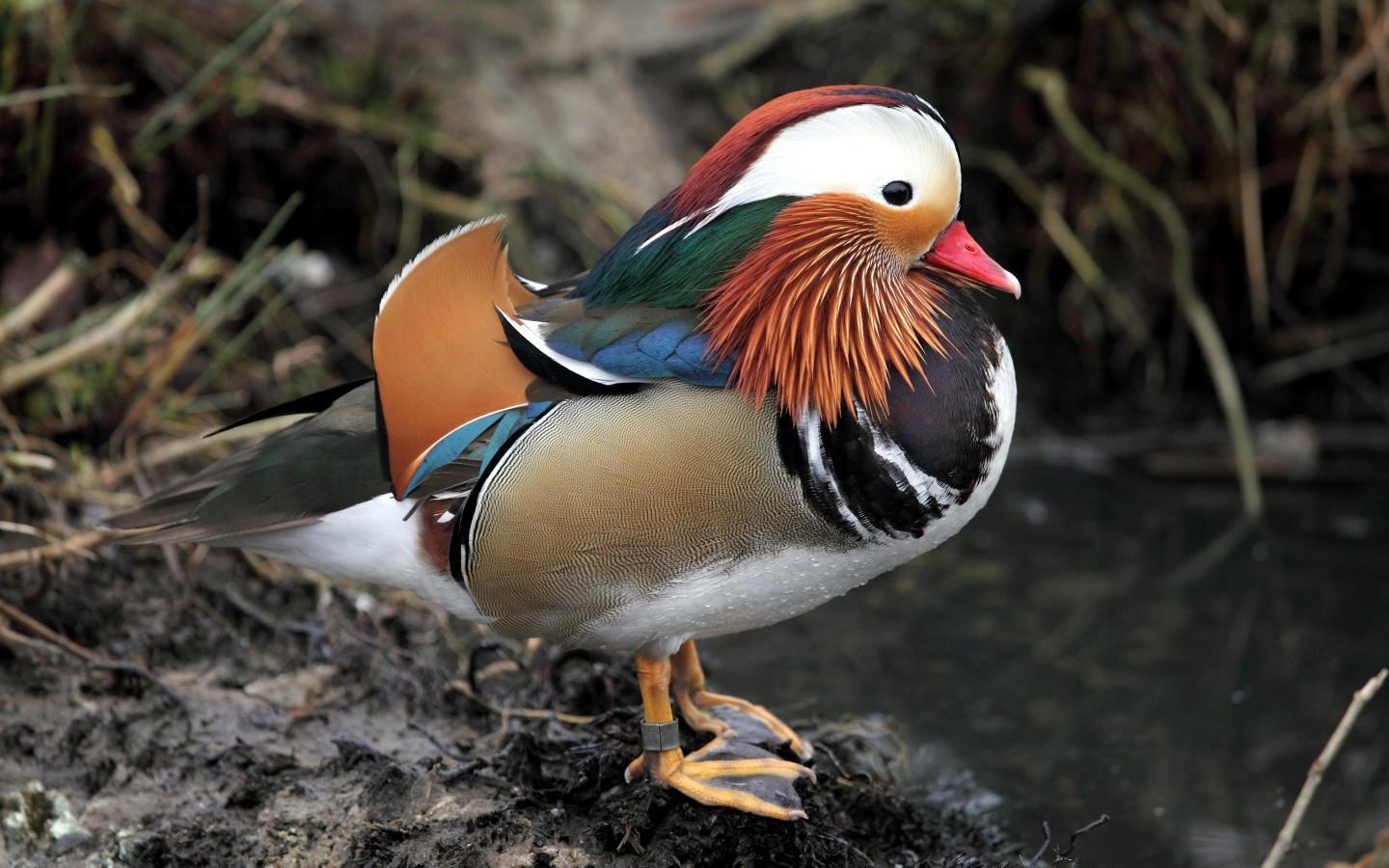Mandarin Duck Wallpapers - Top Free Mandarin Duck Backgrounds ...