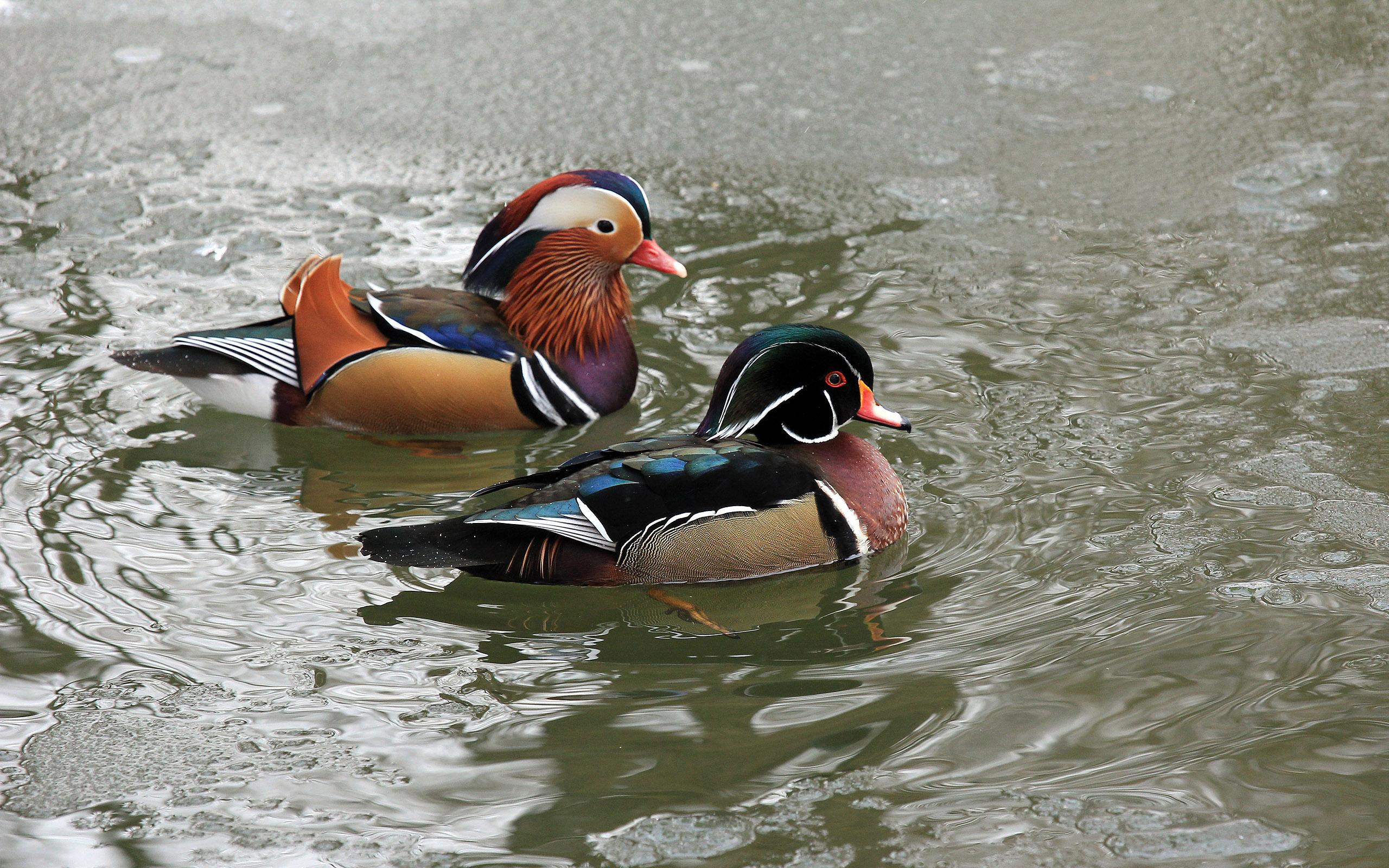 Mandarin Duck Wallpapers - Top Free Mandarin Duck Backgrounds ...