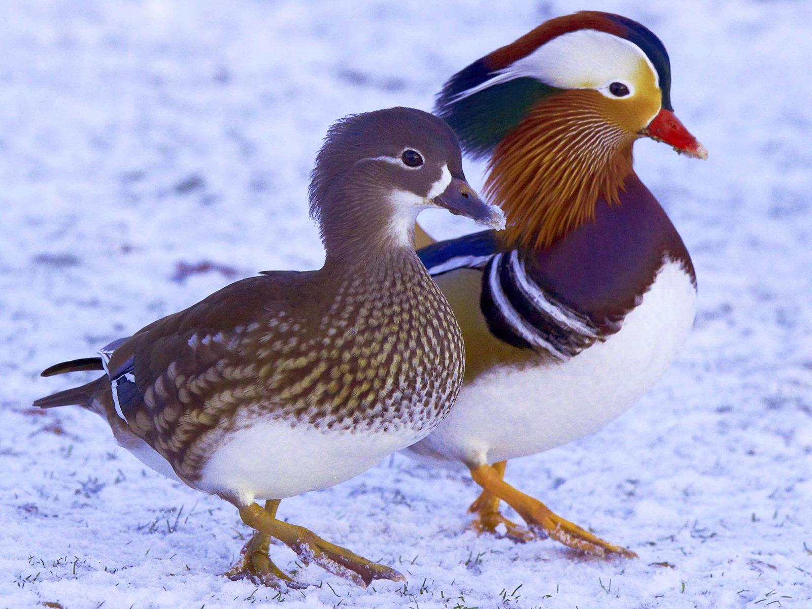 Mandarin Duck Wallpapers - Top Free Mandarin Duck Backgrounds ...