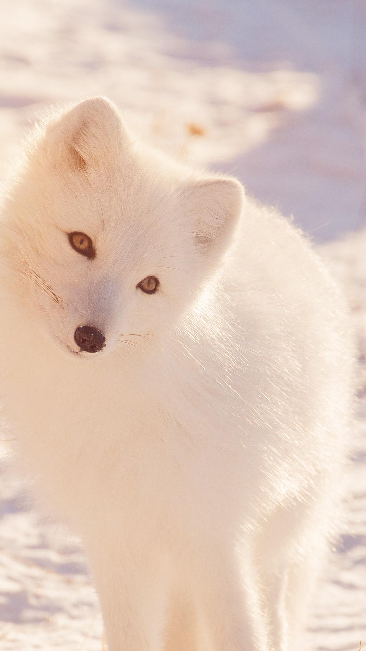 Cute White Fox Wallpapers - Top Free Cute White Fox Backgrounds ...