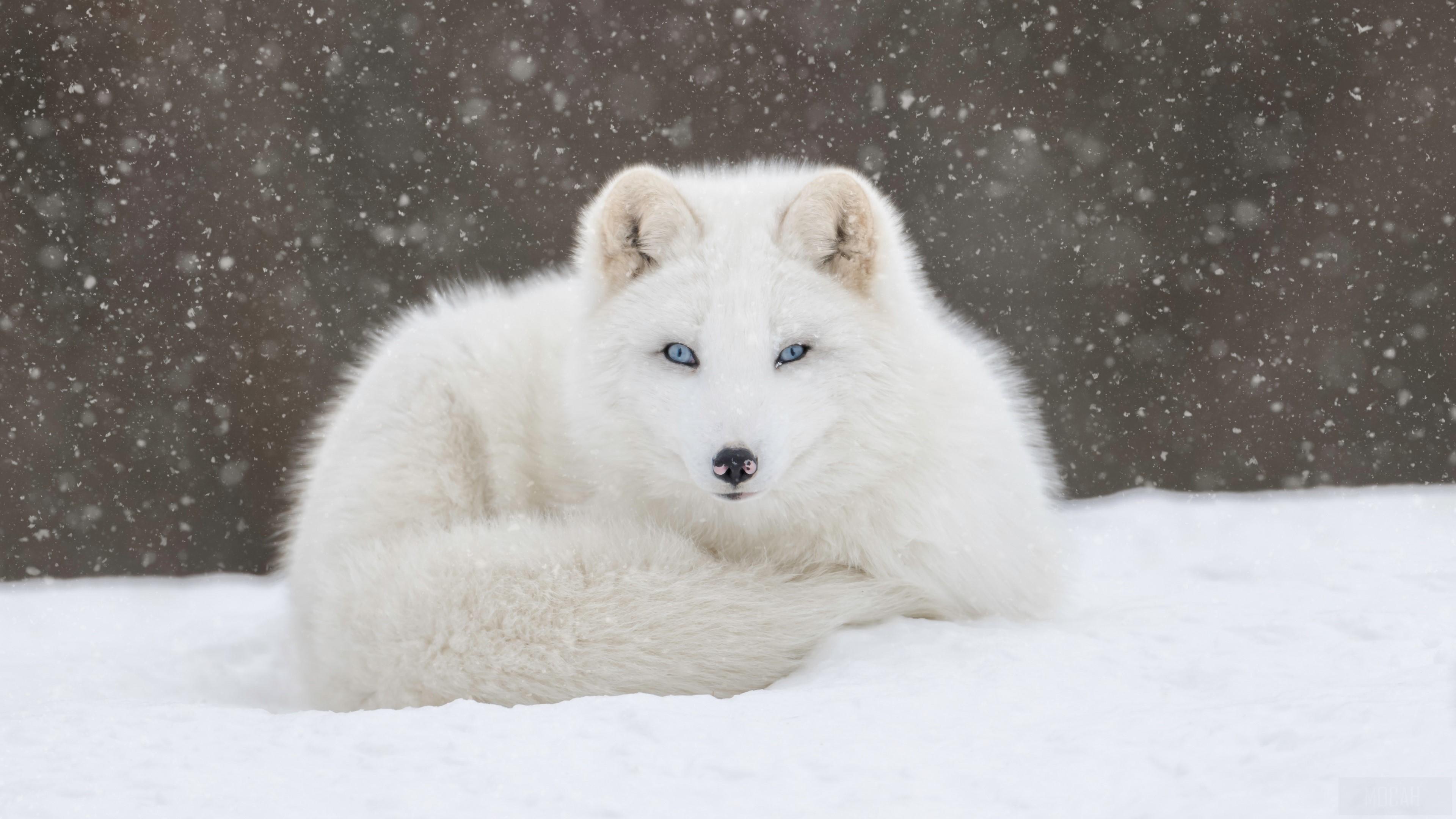 Cute White Fox Wallpapers Top Free Cute White Fox Backgrounds Wallpaperaccess