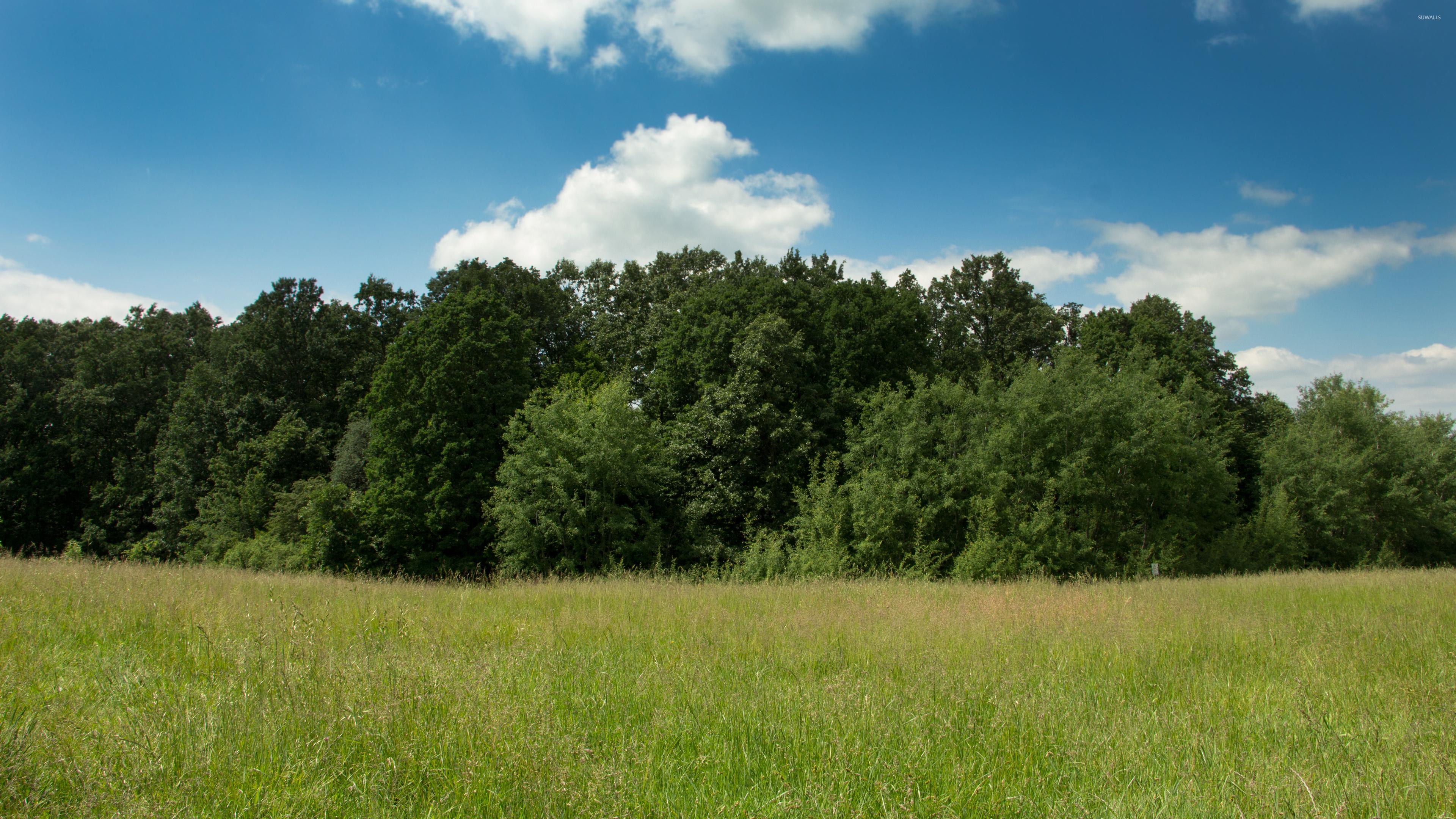 Forest Meadow Wallpapers - Top Free Forest Meadow Backgrounds ...