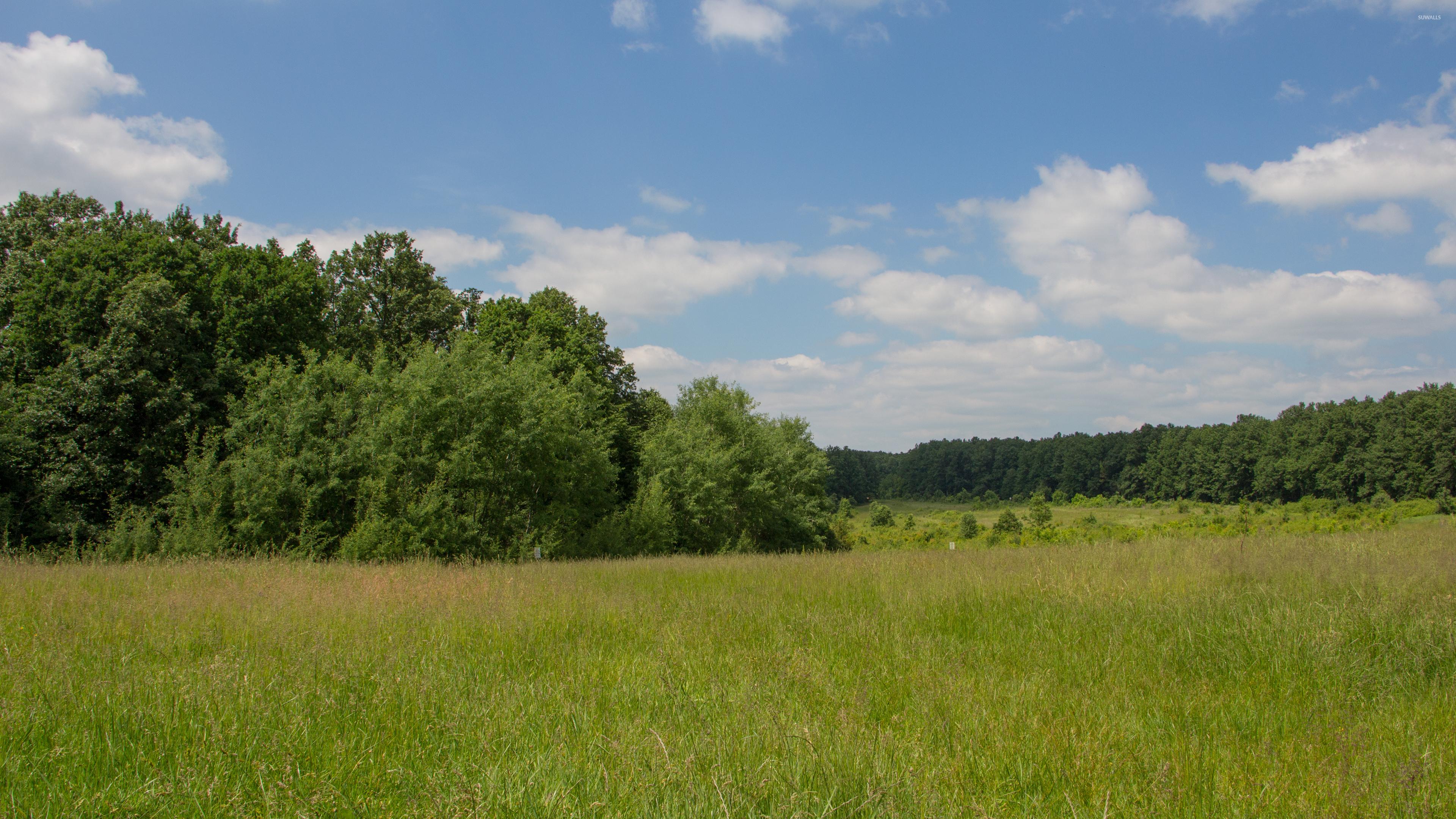 Forest Meadow Wallpapers - Top Free Forest Meadow Backgrounds ...