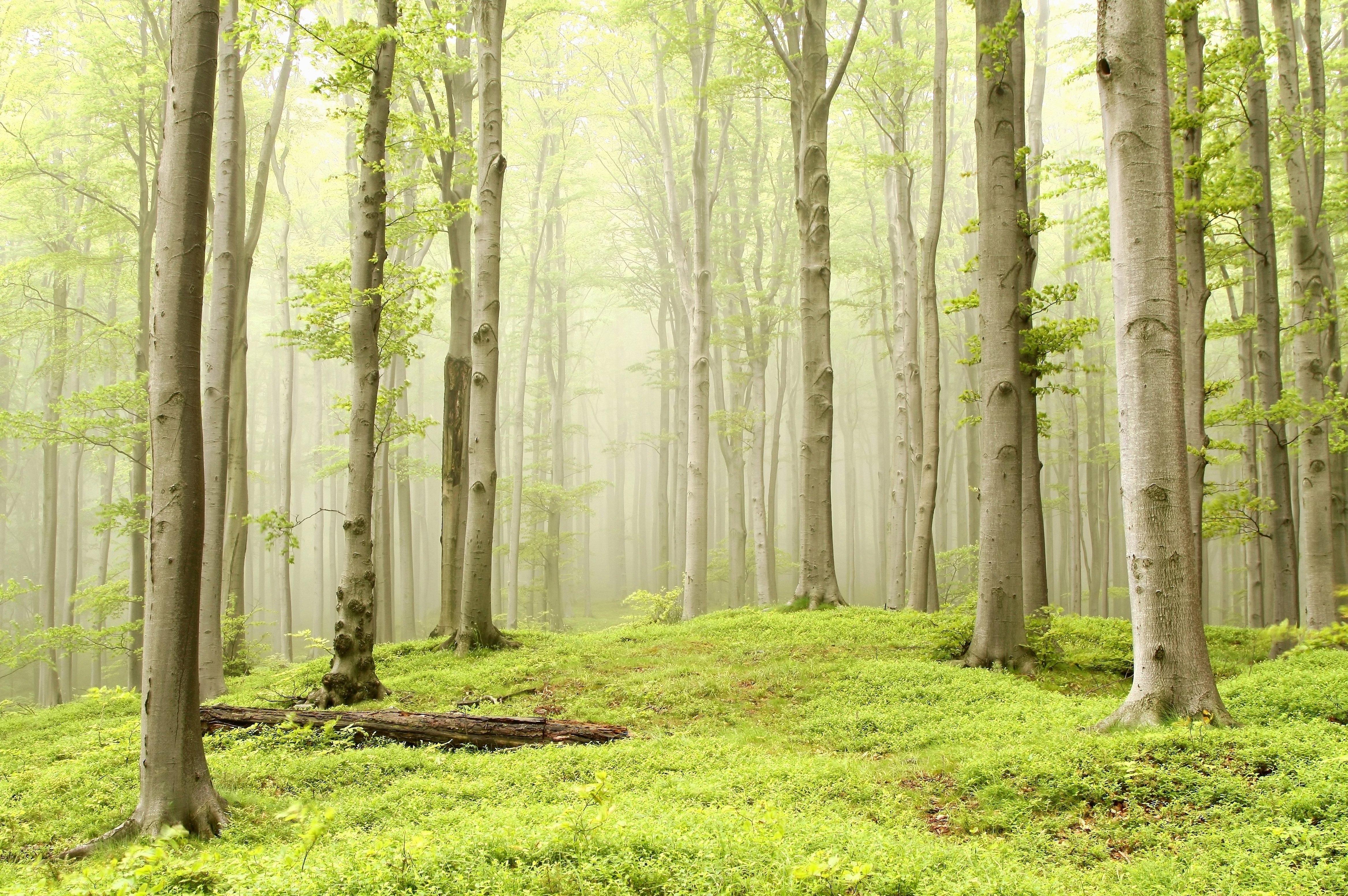 Forest Meadow Wallpapers - Top Free Forest Meadow Backgrounds ...
