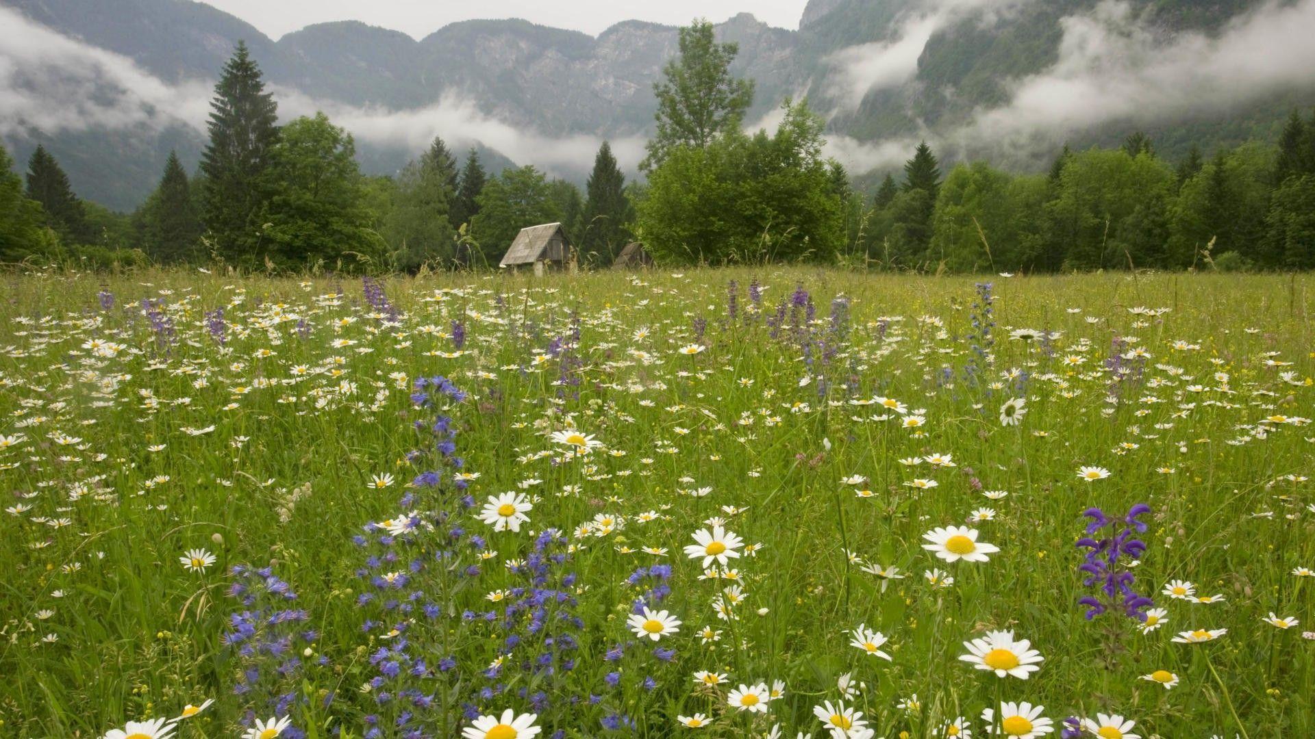 Meadow Desktop Wallpapers - Top Free Meadow Desktop Backgrounds ...