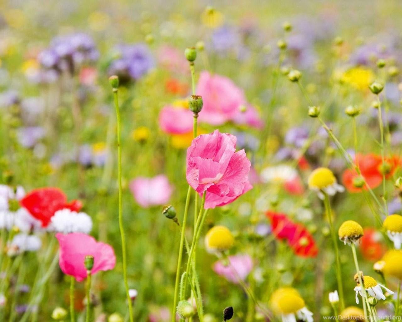 Meadow Desktop Wallpapers - Top Free Meadow Desktop Backgrounds ...