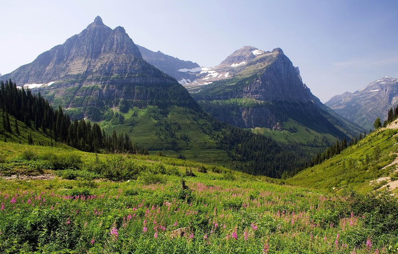 Forest Meadow Wallpapers - Top Free Forest Meadow Backgrounds ...