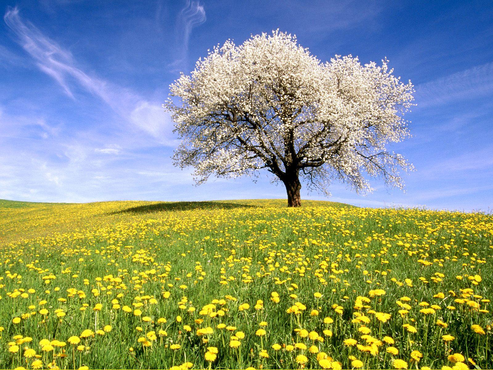 Meadow Desktop Wallpapers - Top Free Meadow Desktop Backgrounds ...