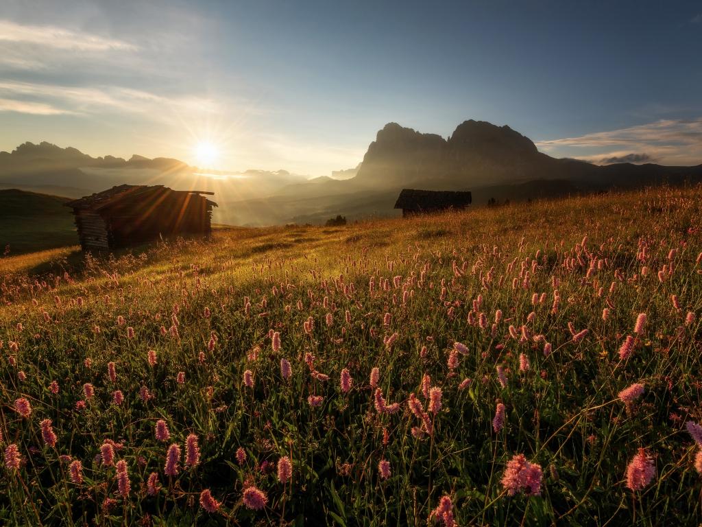 Meadow Desktop Wallpapers - Top Free Meadow Desktop Backgrounds ...