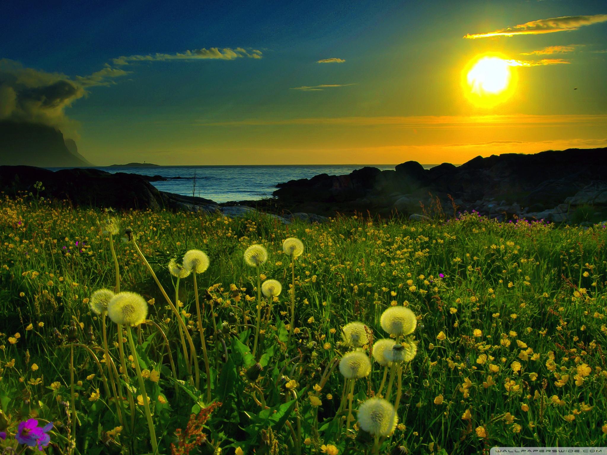 Meadow Desktop Wallpapers - Top Free Meadow Desktop Backgrounds ...