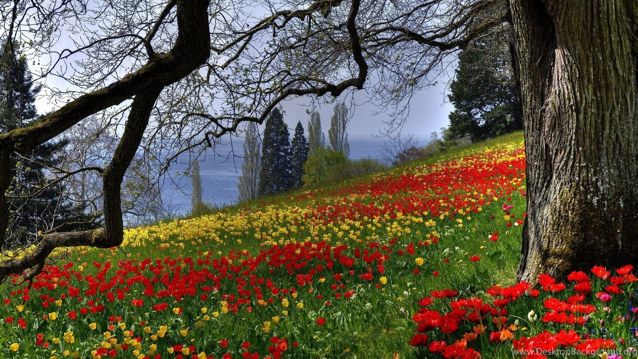 Meadow Desktop Wallpapers - Top Free Meadow Desktop Backgrounds ...