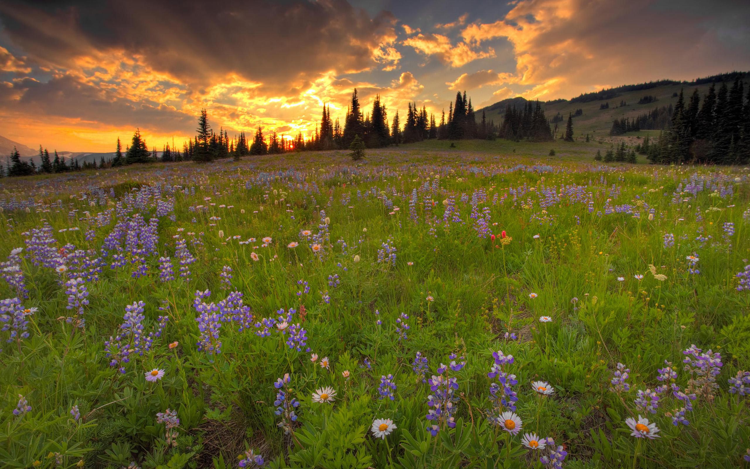 Forest Meadow Wallpapers - Top Free Forest Meadow Backgrounds ...