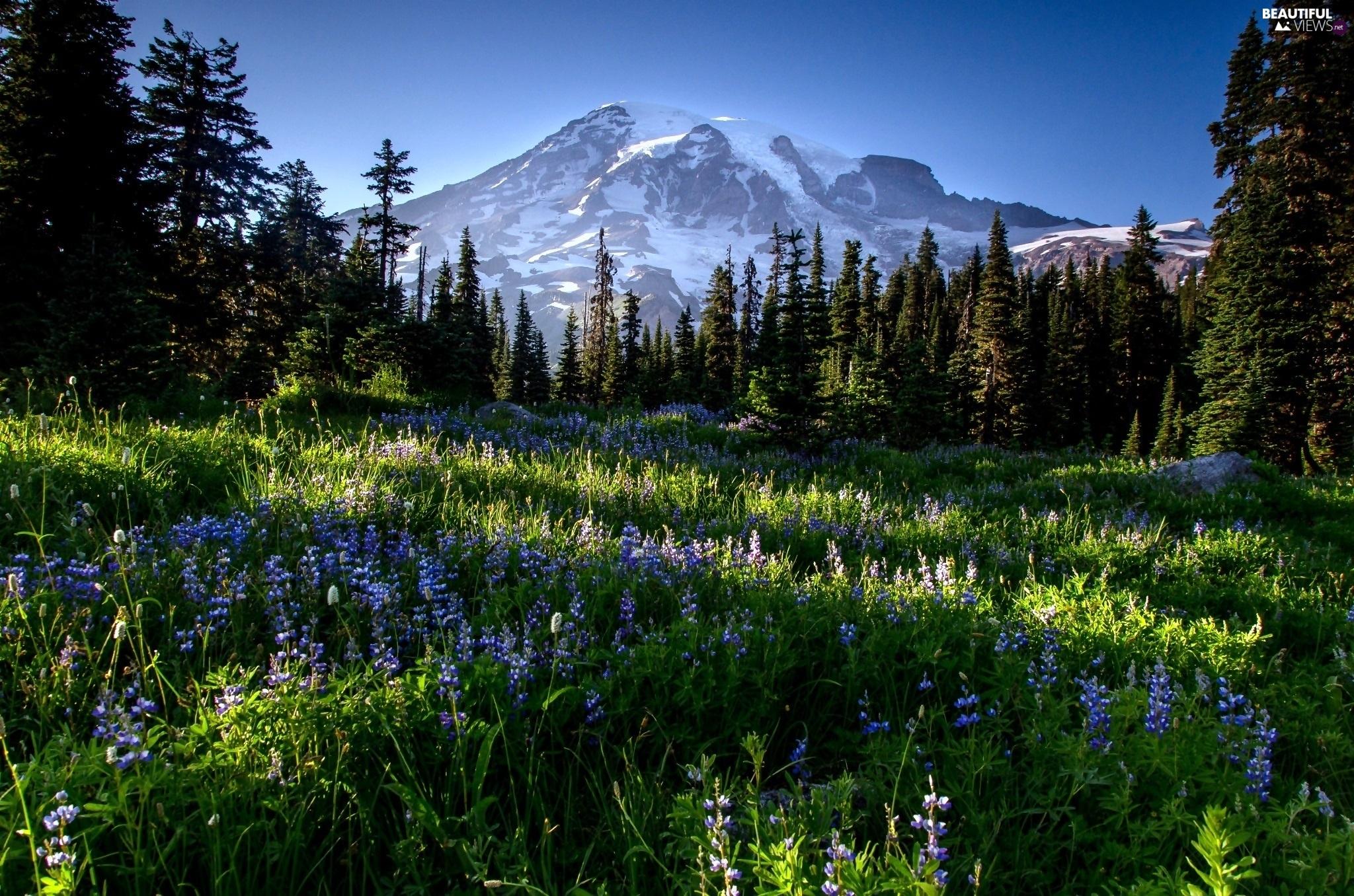 Forest Meadow Wallpapers - Top Free Forest Meadow Backgrounds ...
