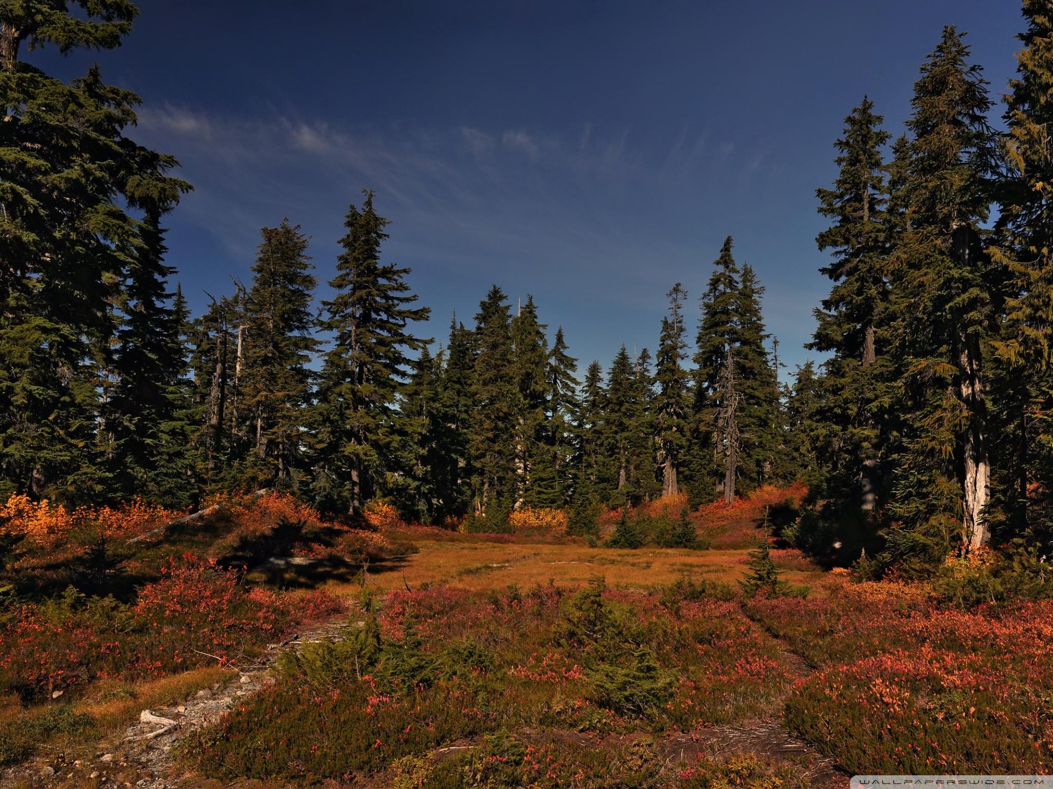 Forest Meadow Wallpapers - Top Free Forest Meadow Backgrounds ...