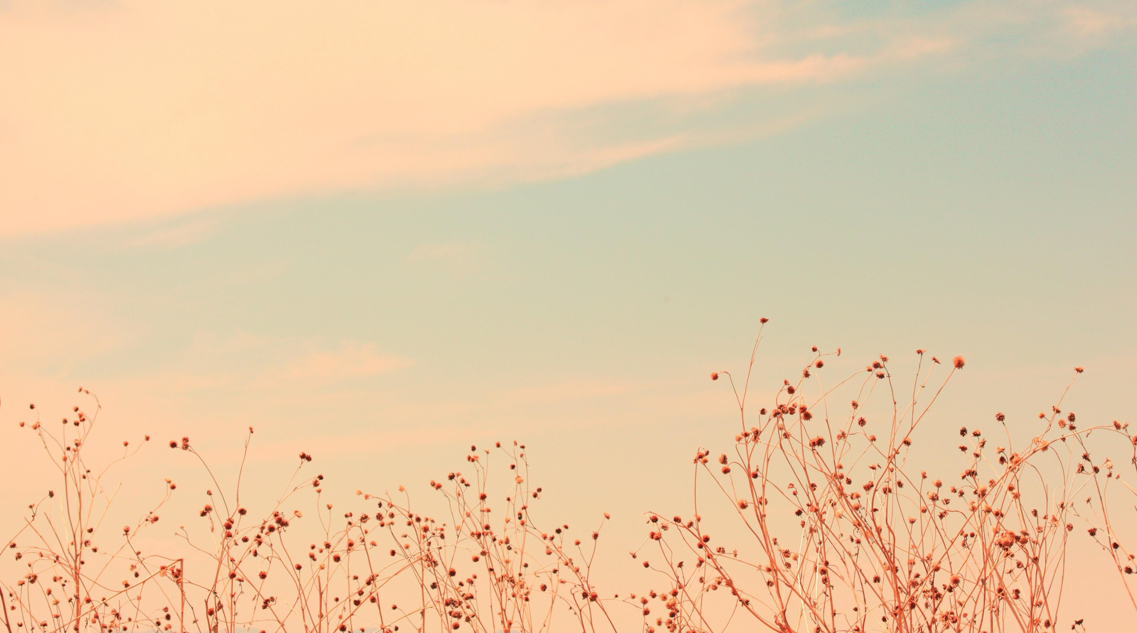 Meadow Desktop Wallpapers - Top Free Meadow Desktop Backgrounds ...
