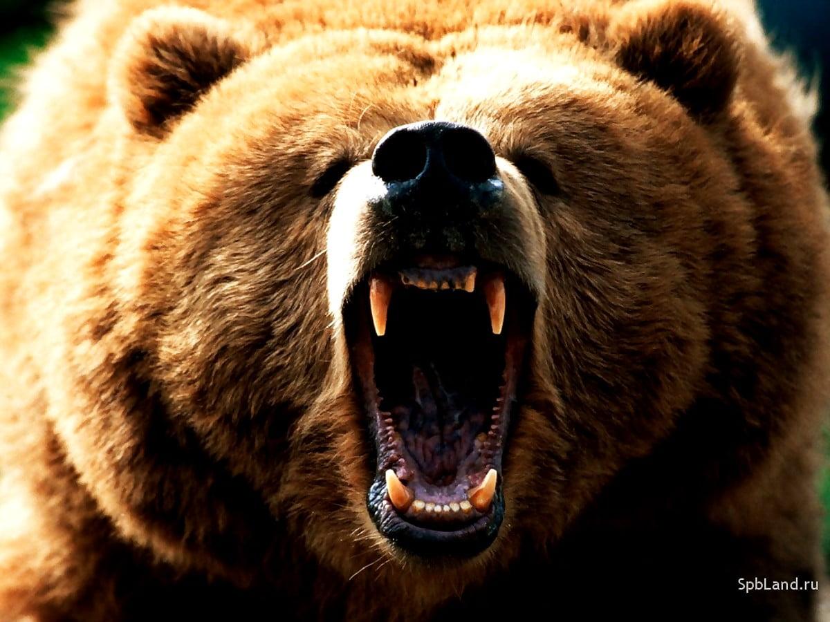 Bear Computer Wallpapers - Top Free Bear Computer Backgrounds ...