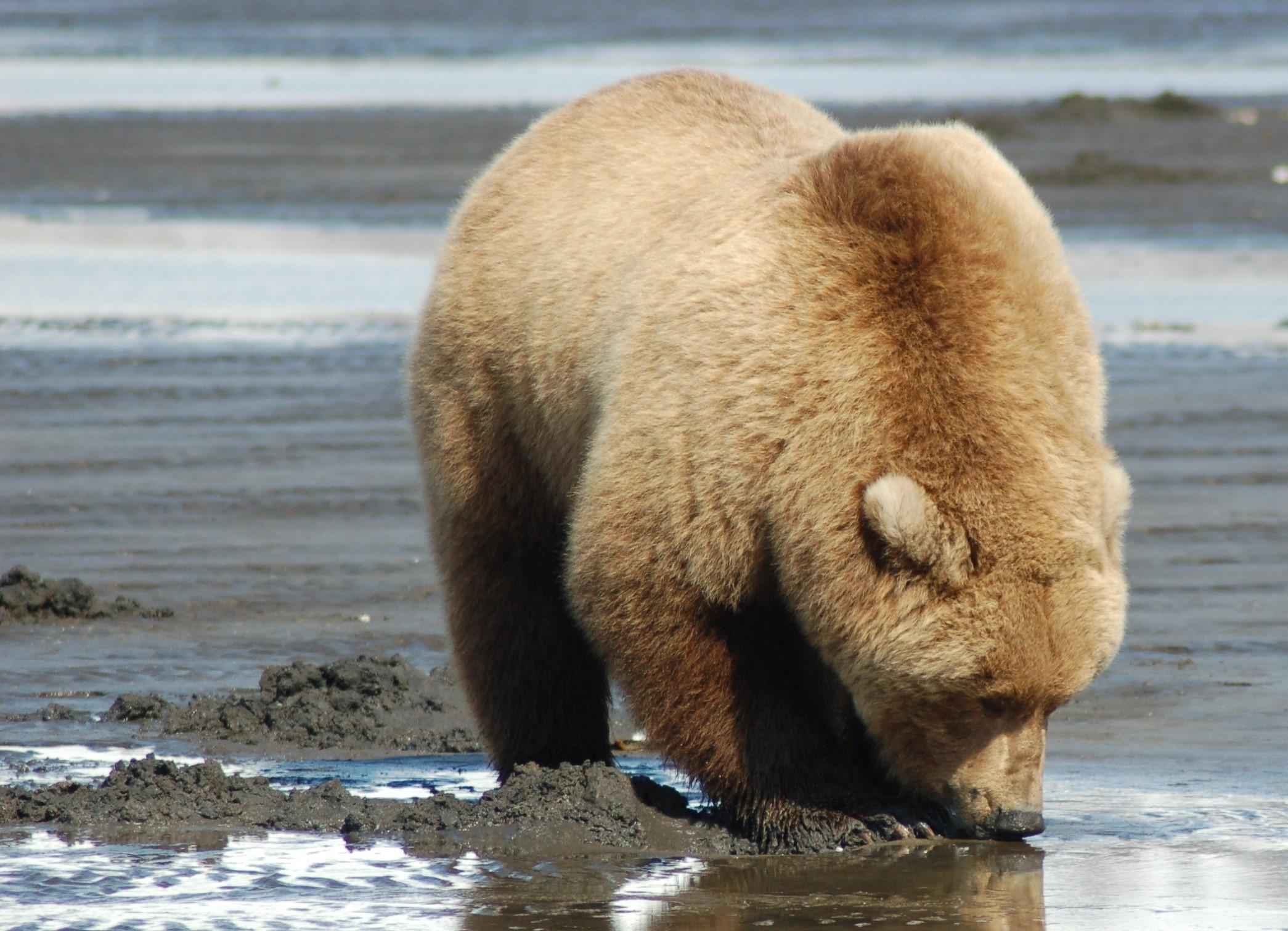 Bear Computer Wallpapers - Top Free Bear Computer Backgrounds ...