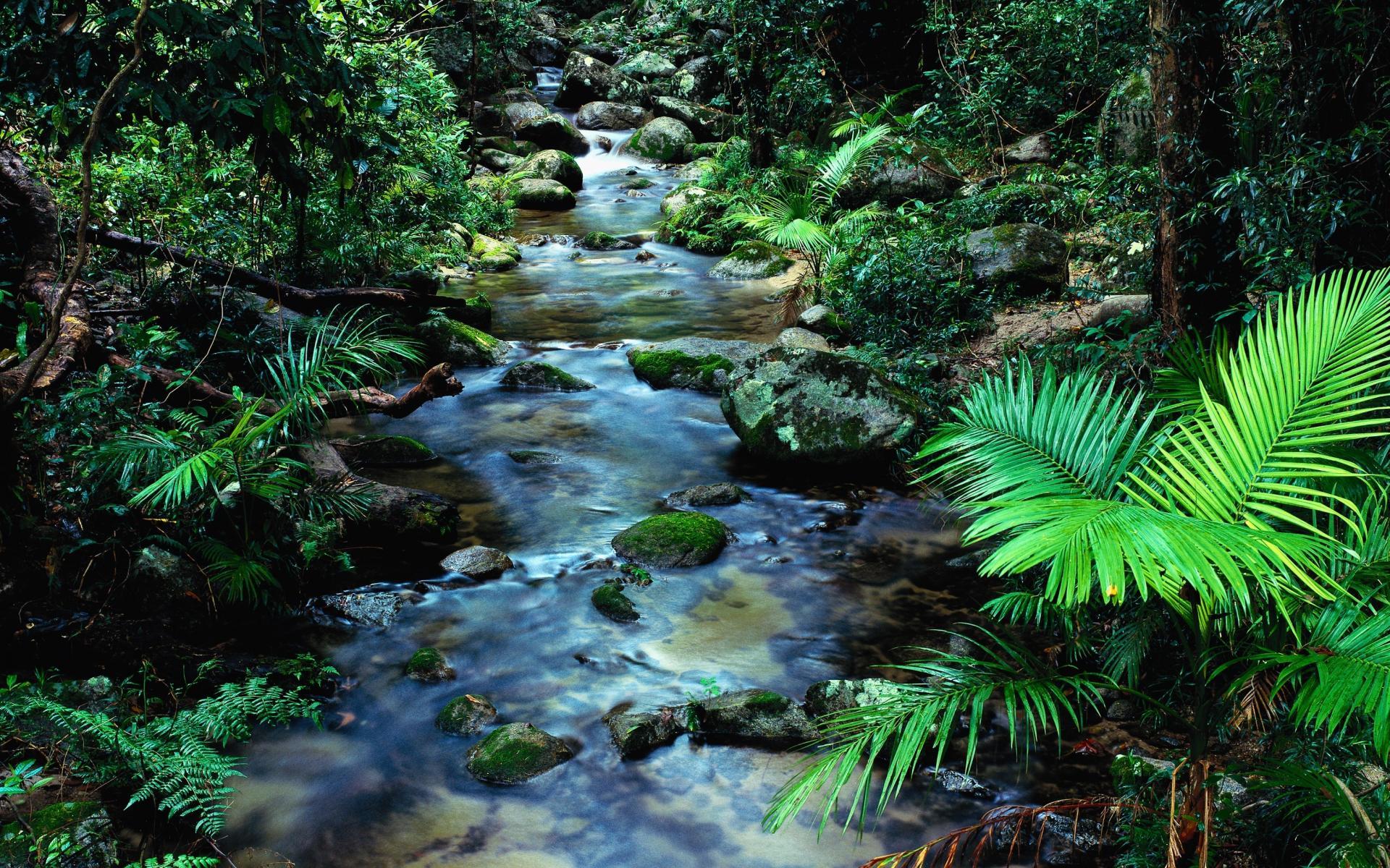 Jungle River Wallpapers - Top Free Jungle River Backgrounds ...