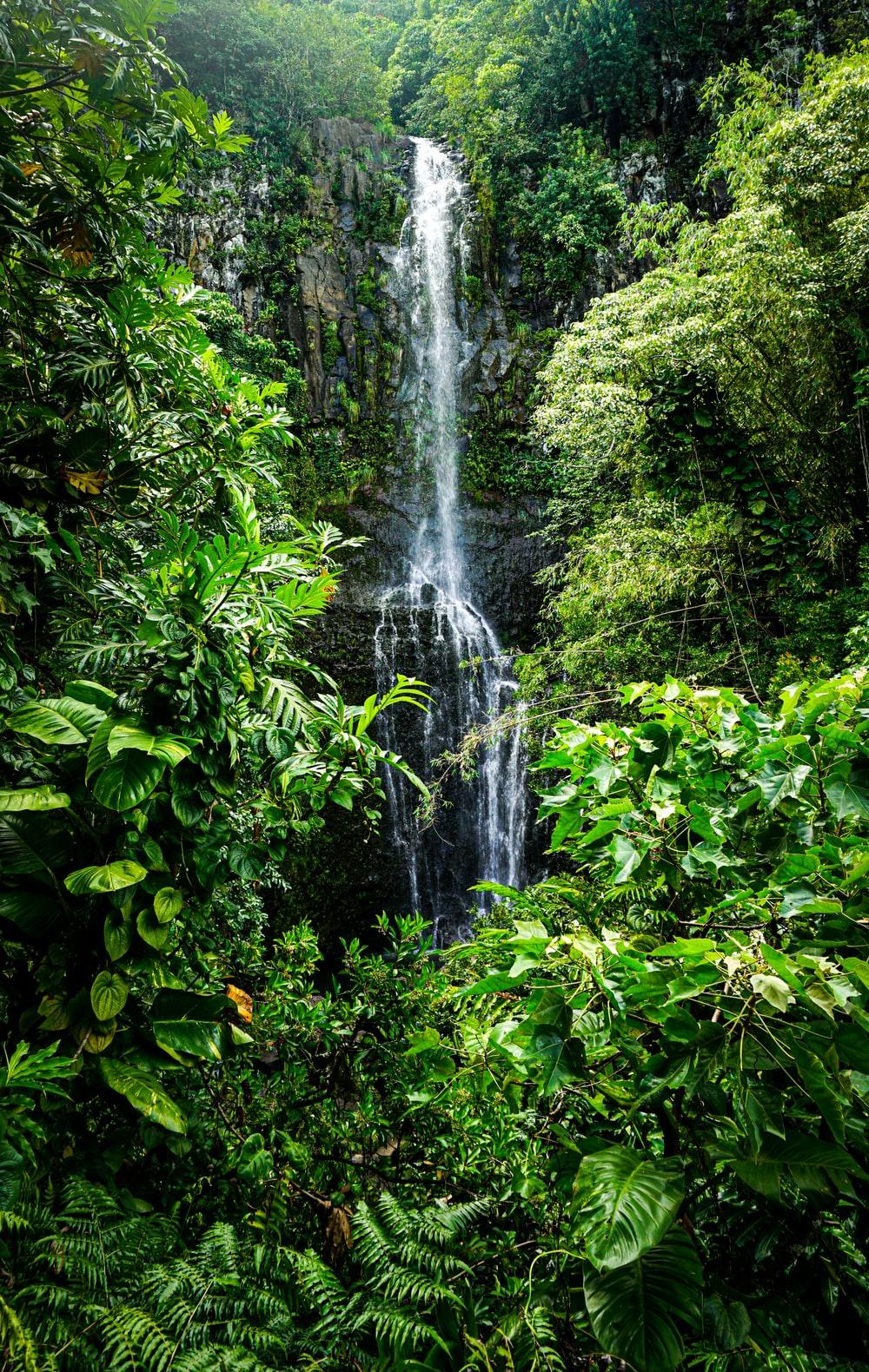 Jungle River Wallpapers - Top Free Jungle River Backgrounds ...