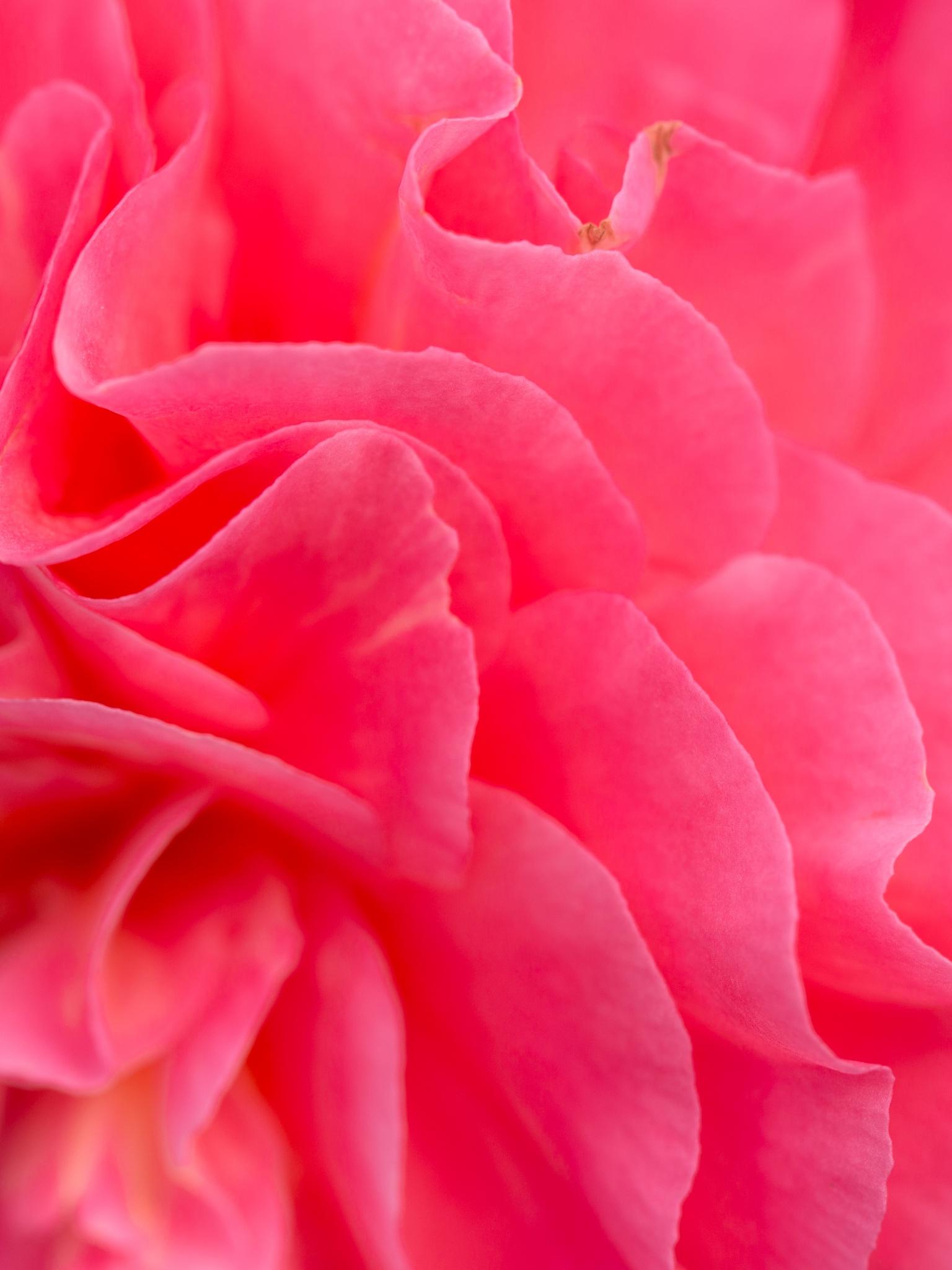 Red and Pink Flowers Wallpapers - Top Free Red and Pink Flowers ...