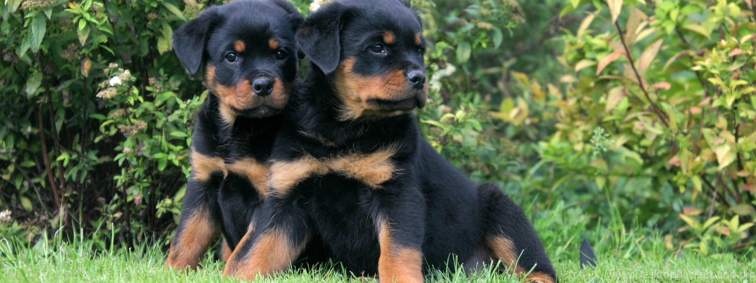 Dog Dual Screen Wallpapers - Top Free Dog Dual Screen Backgrounds ...