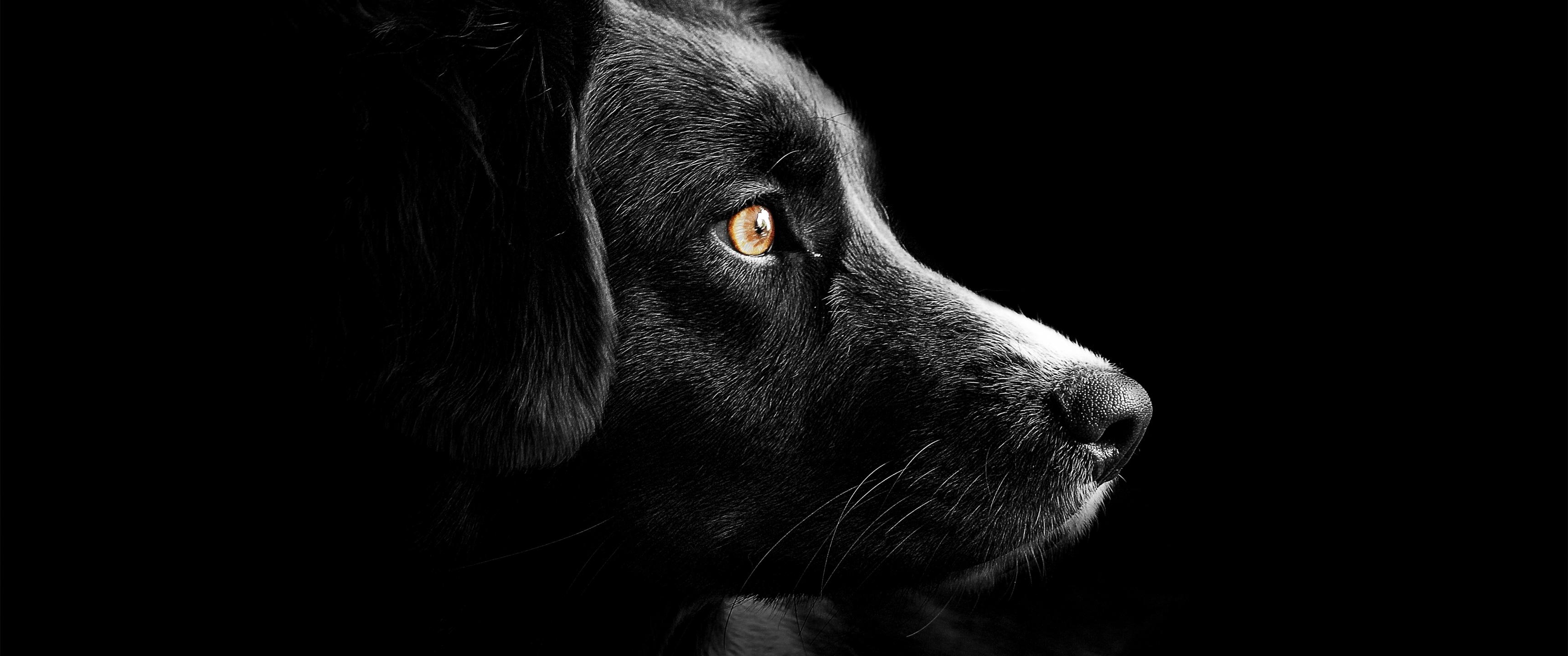 Dog Dual Screen Wallpapers - Top Free Dog Dual Screen Backgrounds ...